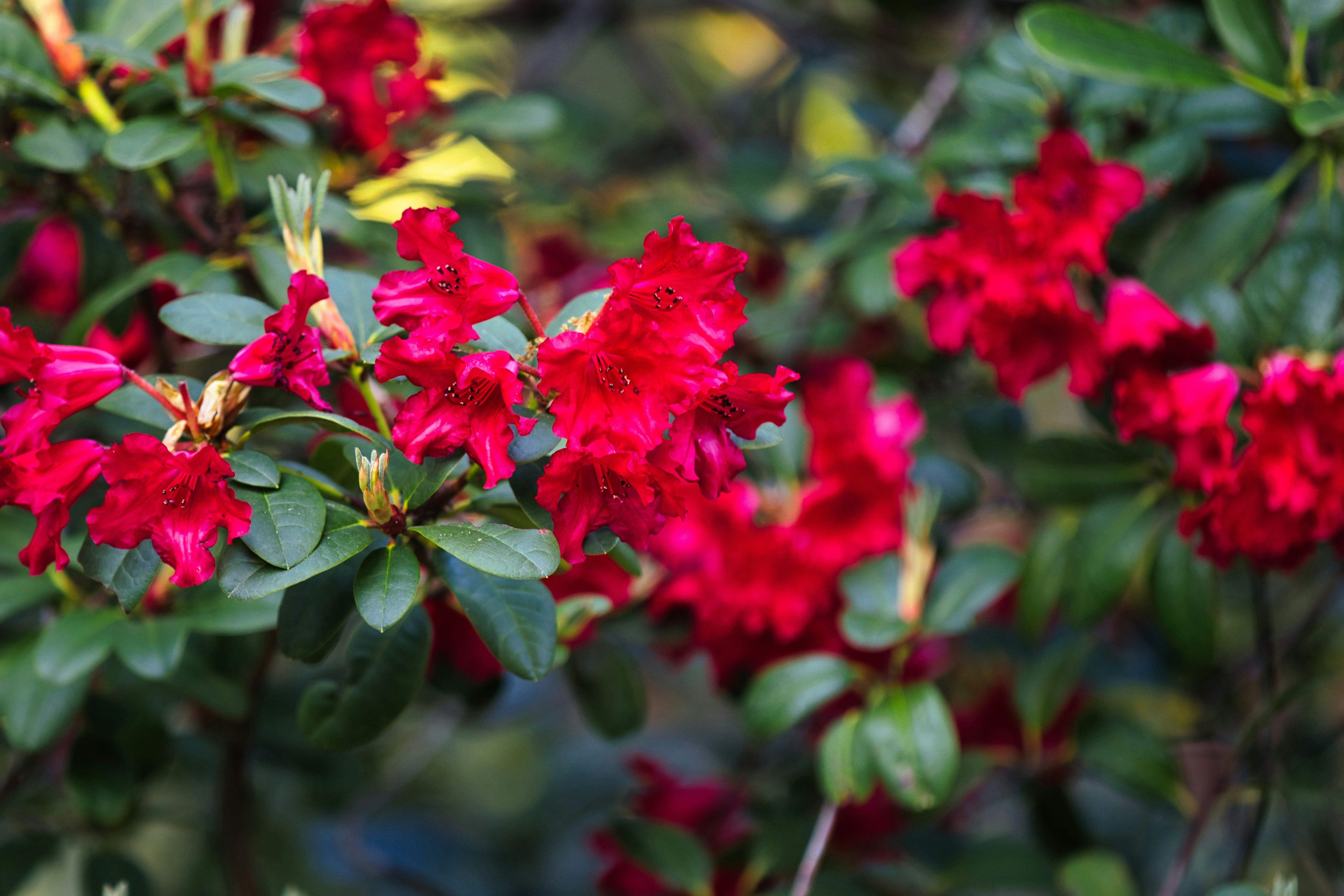 Bright red rhododendron flowers blooming among rich green leaves, showcasing the beauty of spring flora.