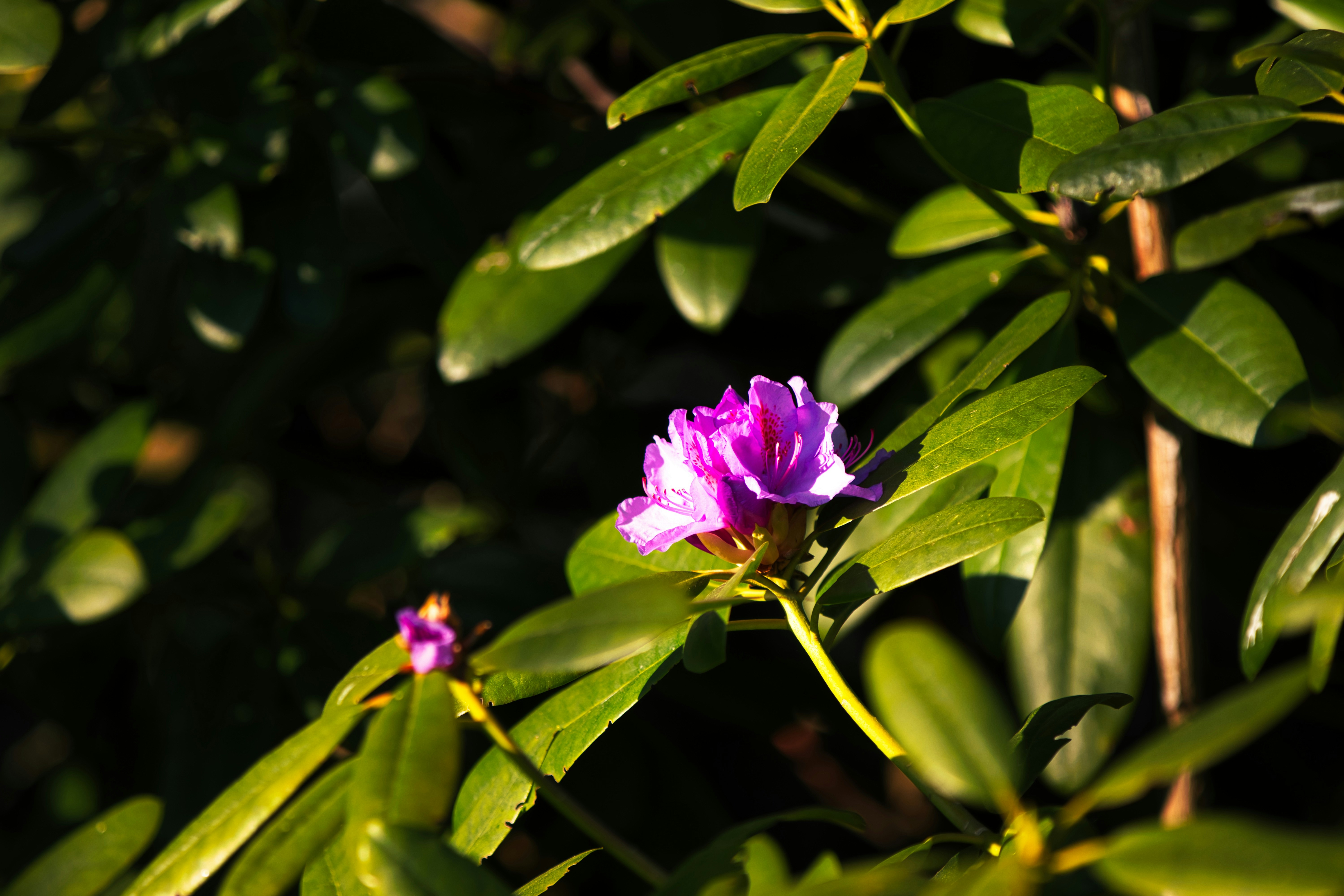 A single purple rhododendron flower blooms among green leaves.