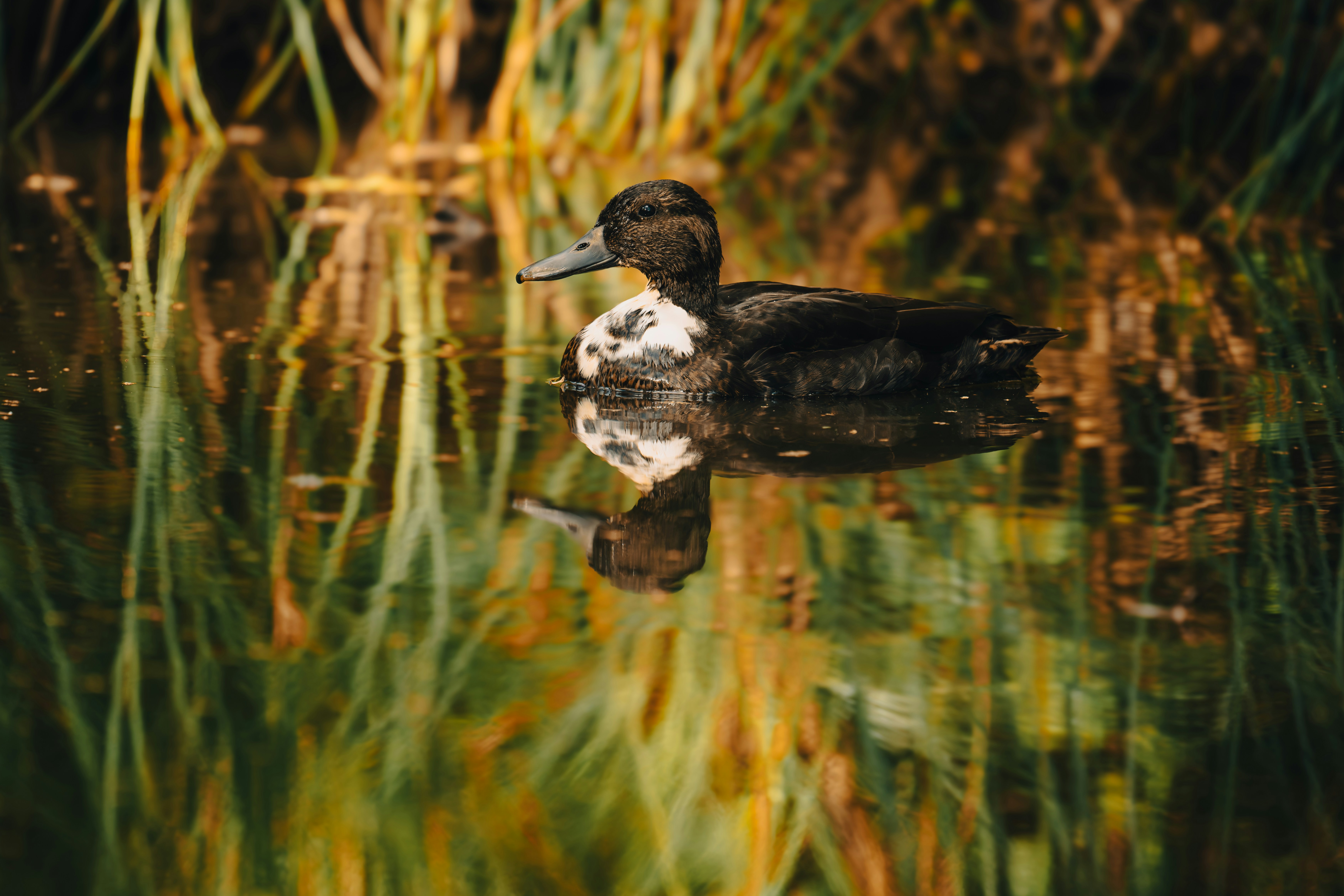 A duck floats on water with tall grass.