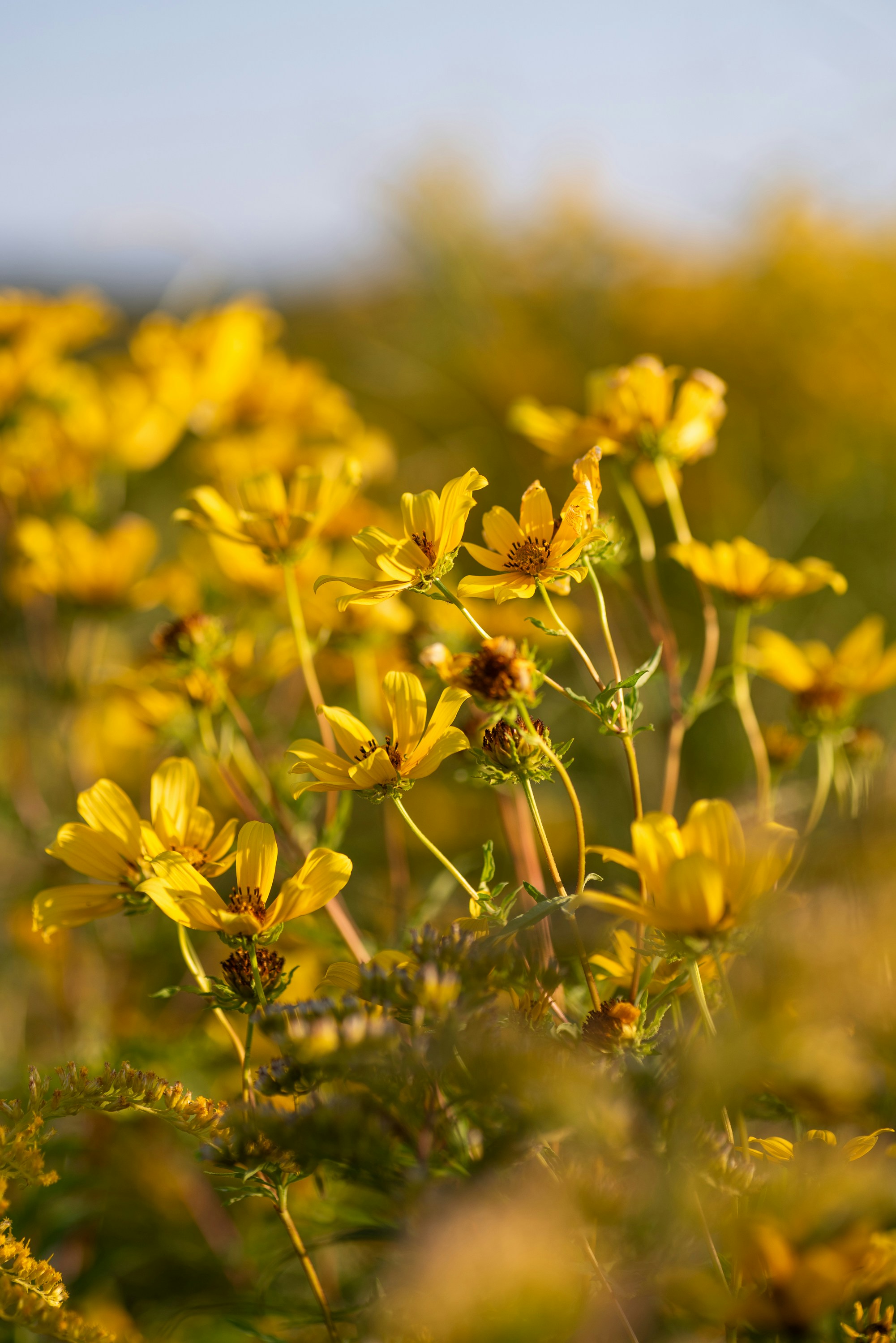 Field of bright yellow wildflowers in soft focus.