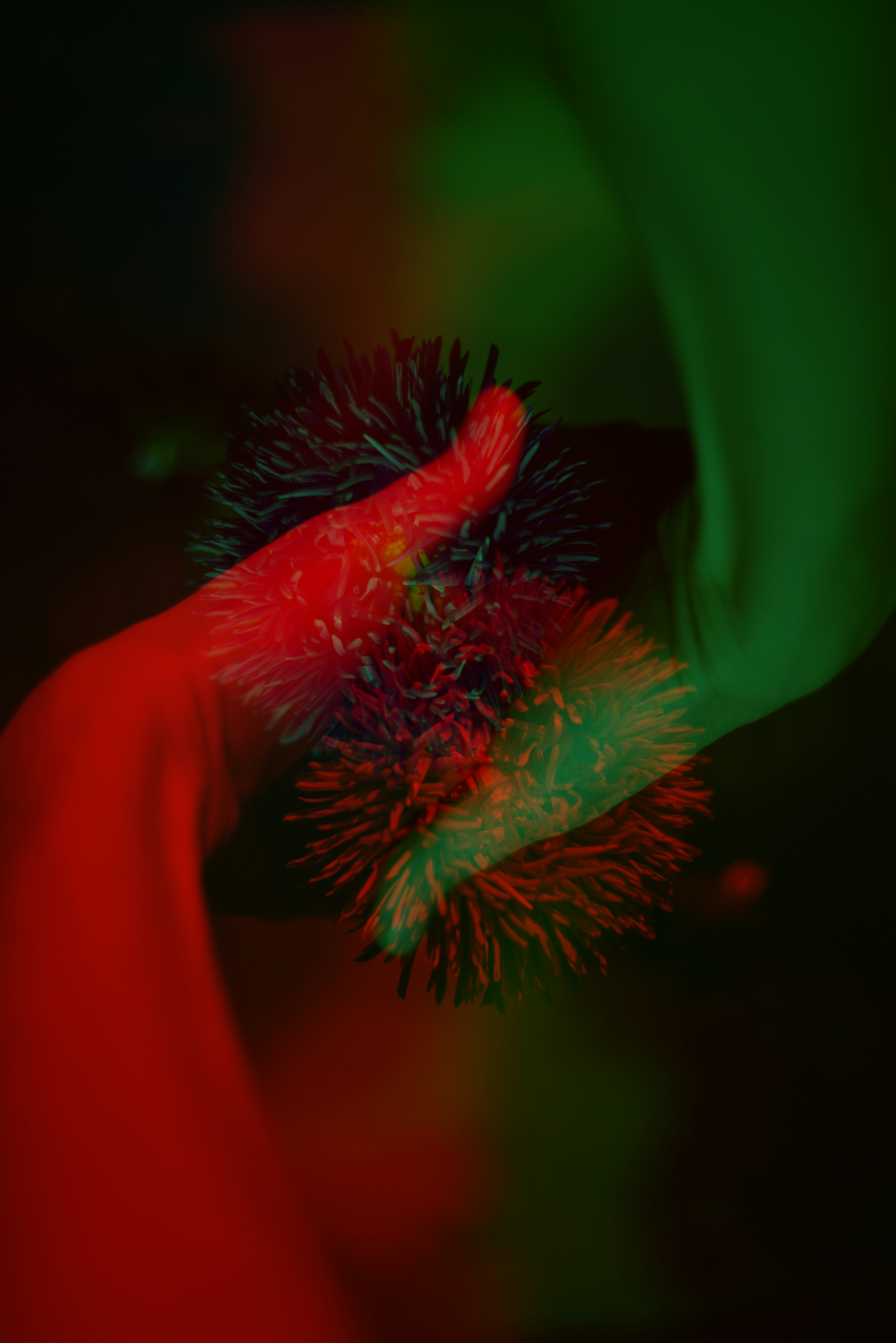 Close-up of prickly object held between hands