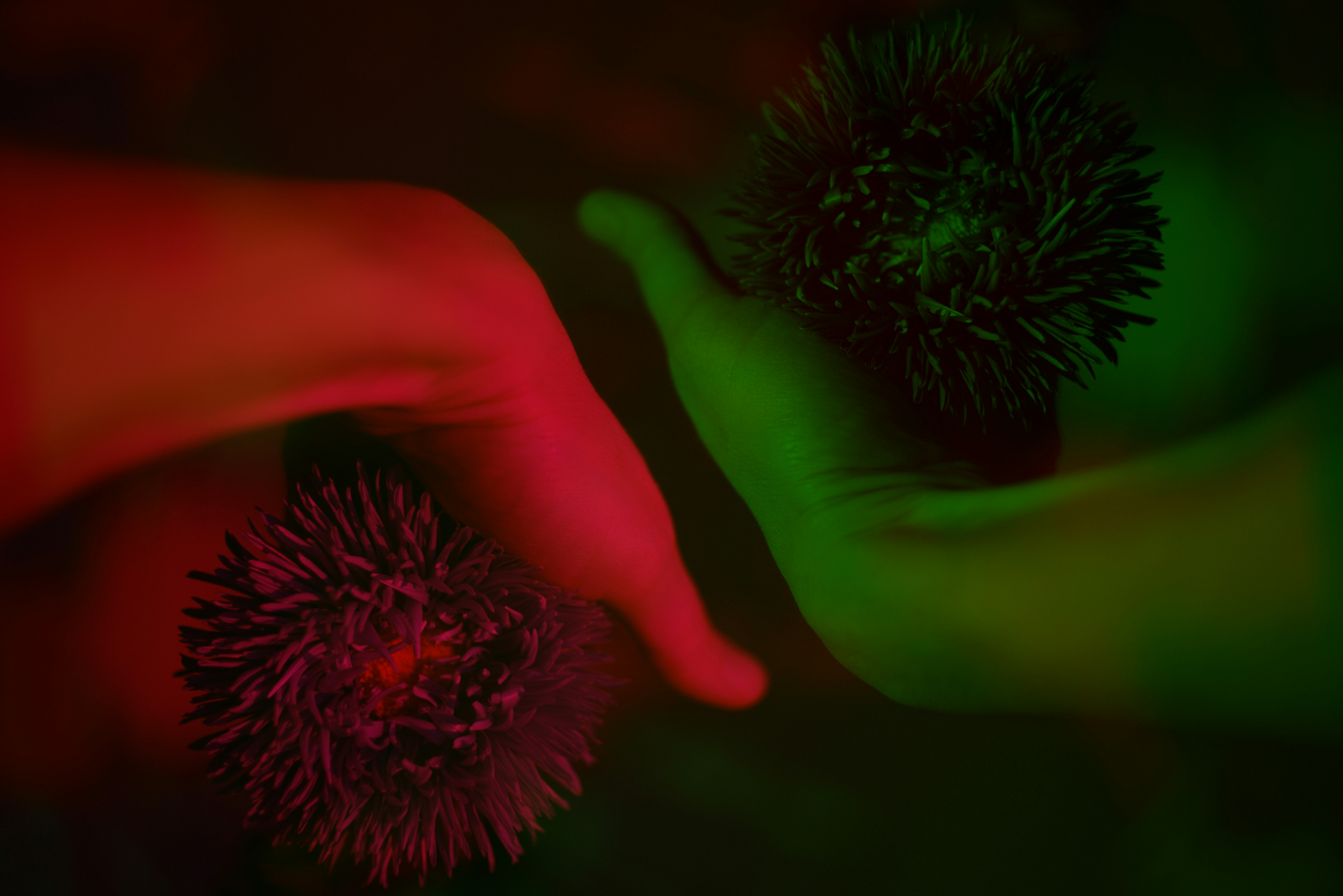 Hands of Contrast: A Dance of Shadows and Color