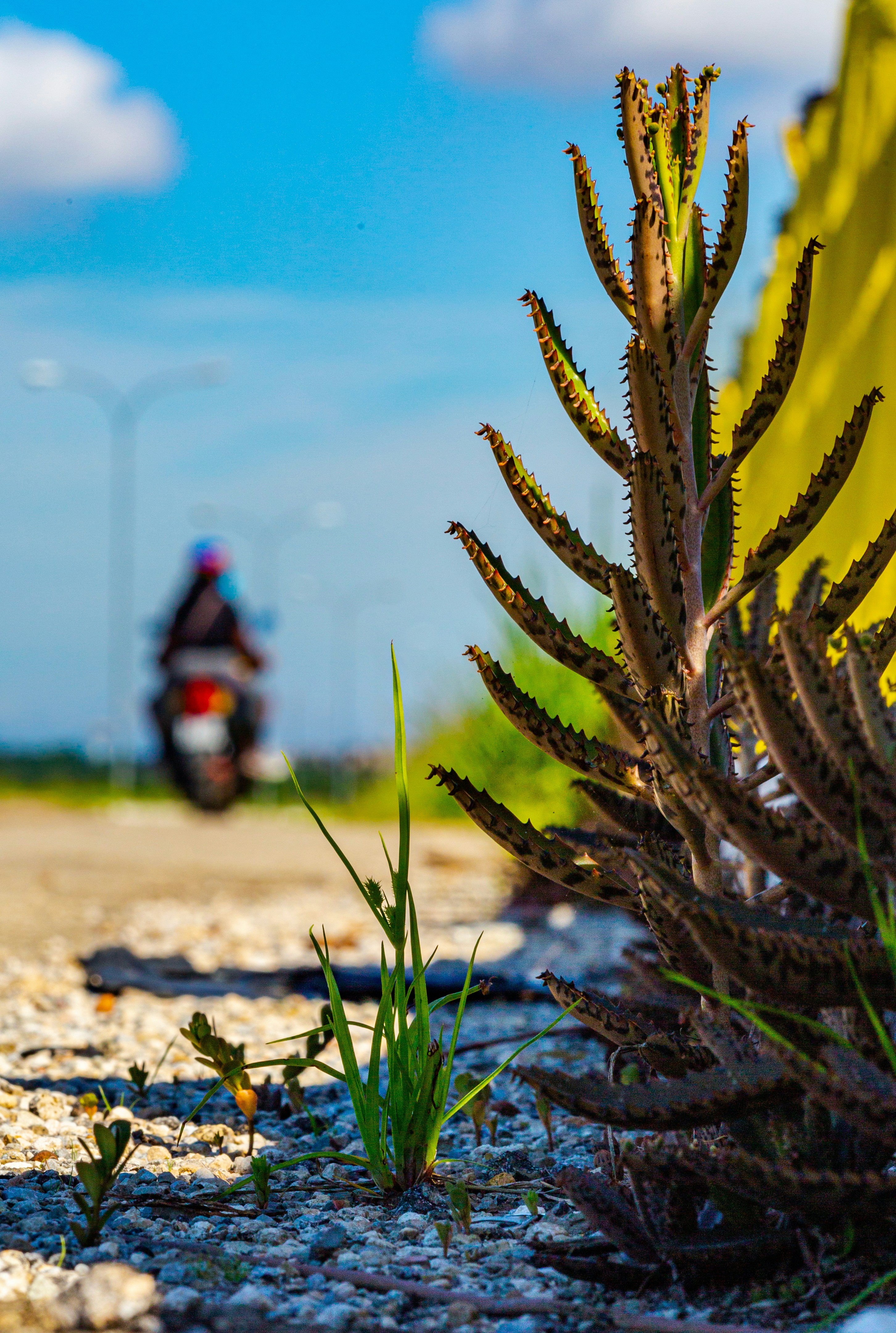 Gross on the road | Succulent plant with motorcycle in background