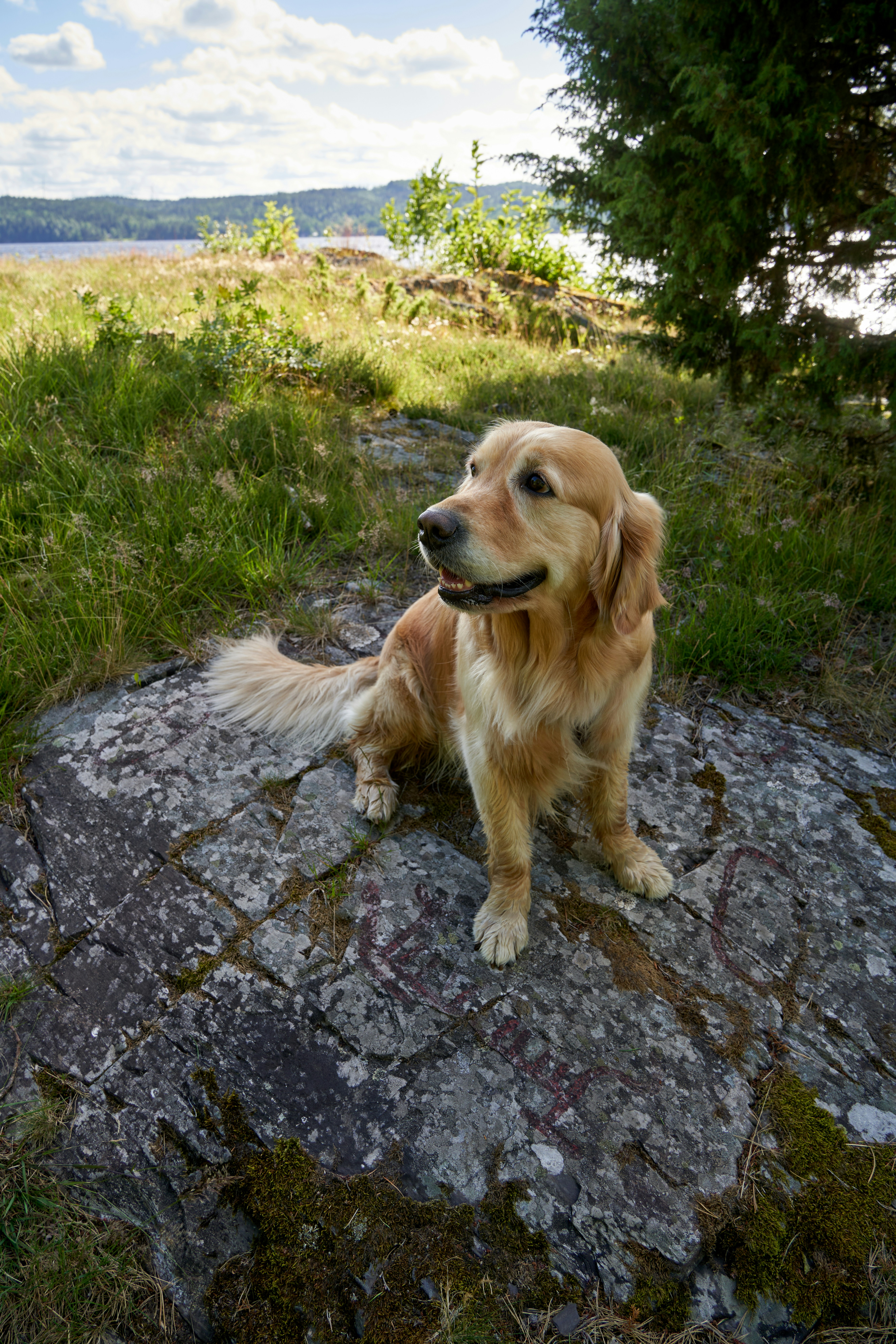 Golden Serenity: A Canine Companion Amidst Nature's Palette