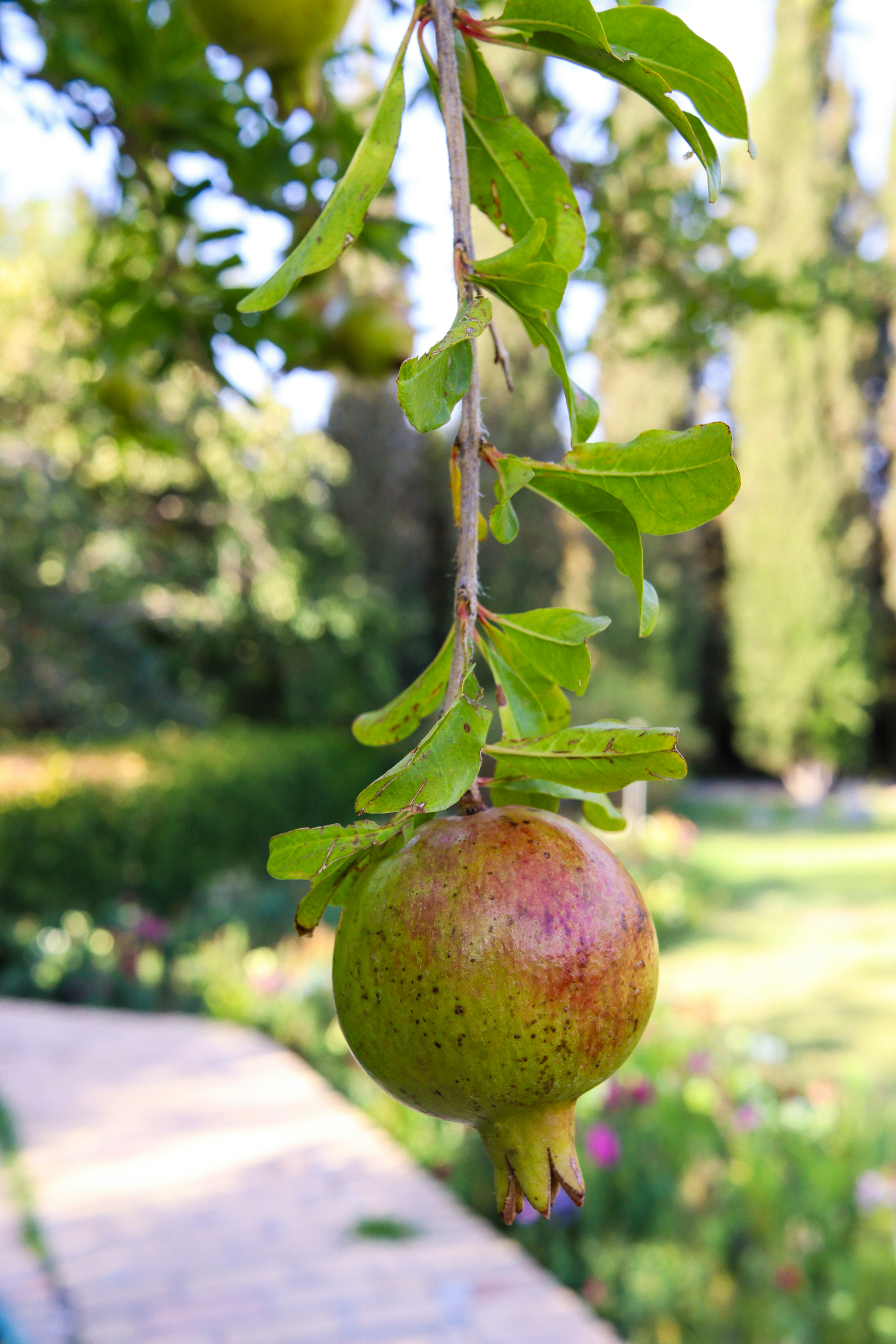 The Jewel of the Garden: A Pomegranate's Journey