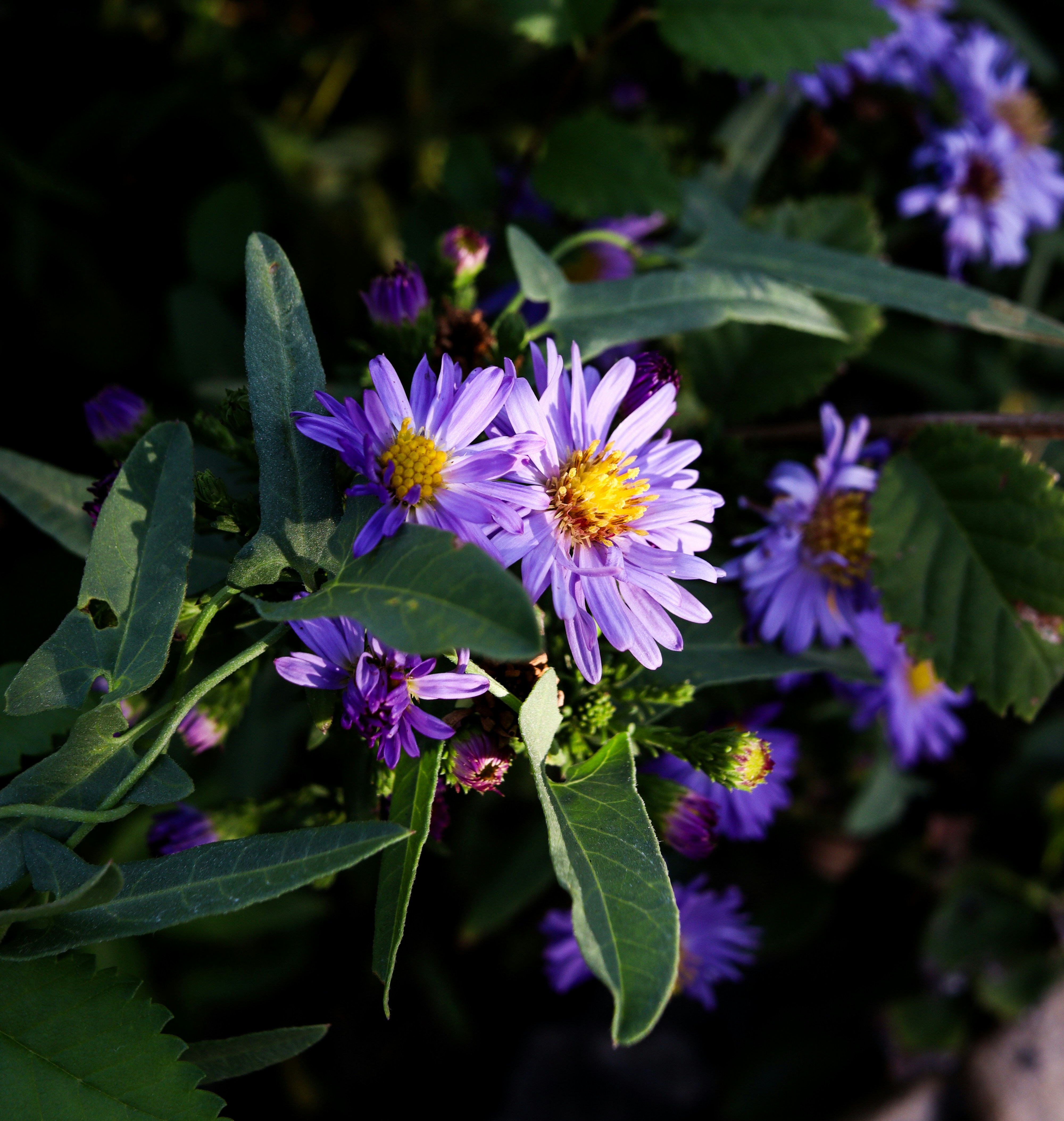 Whispers of Lavender Blooms