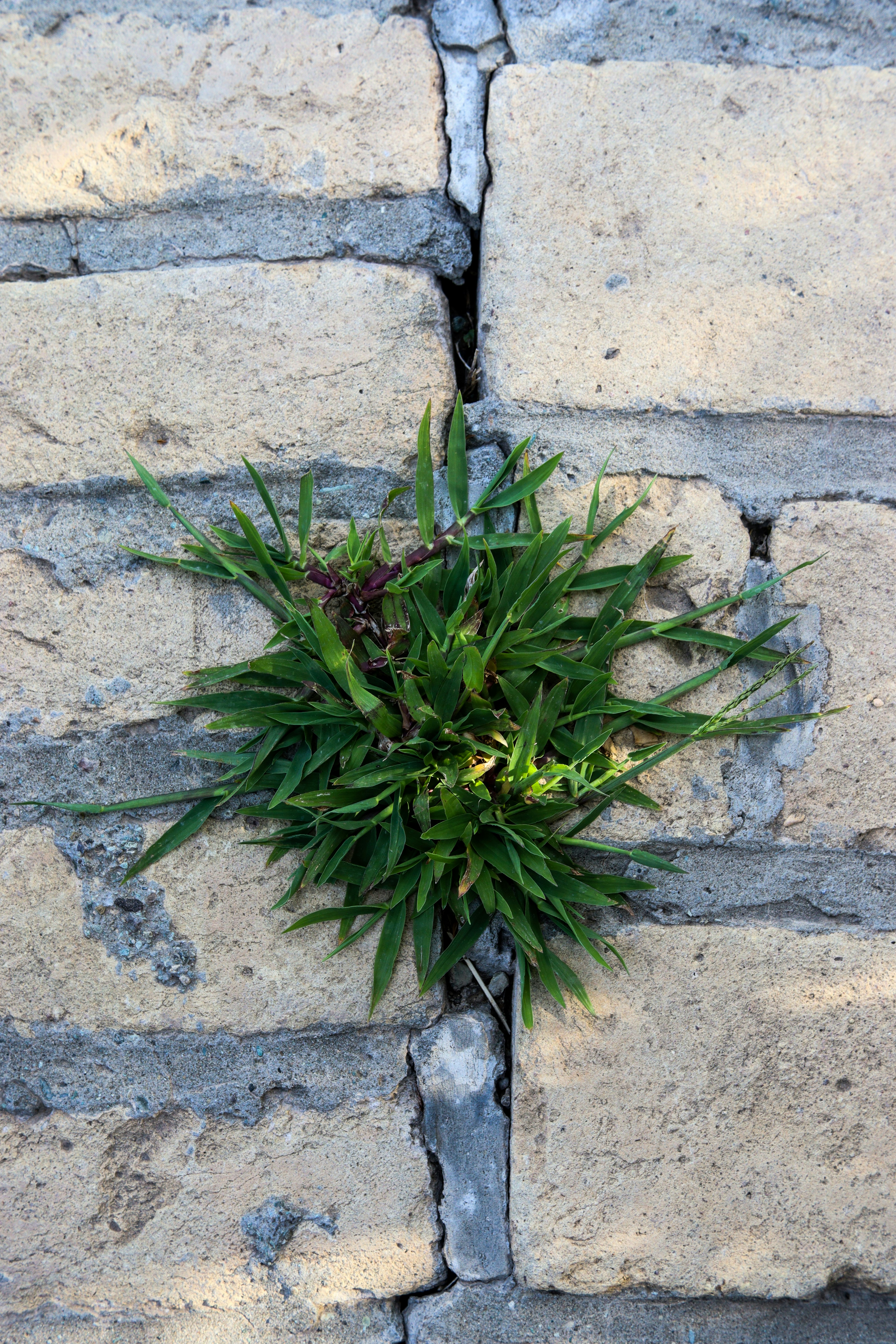 Resilience in the Cracks