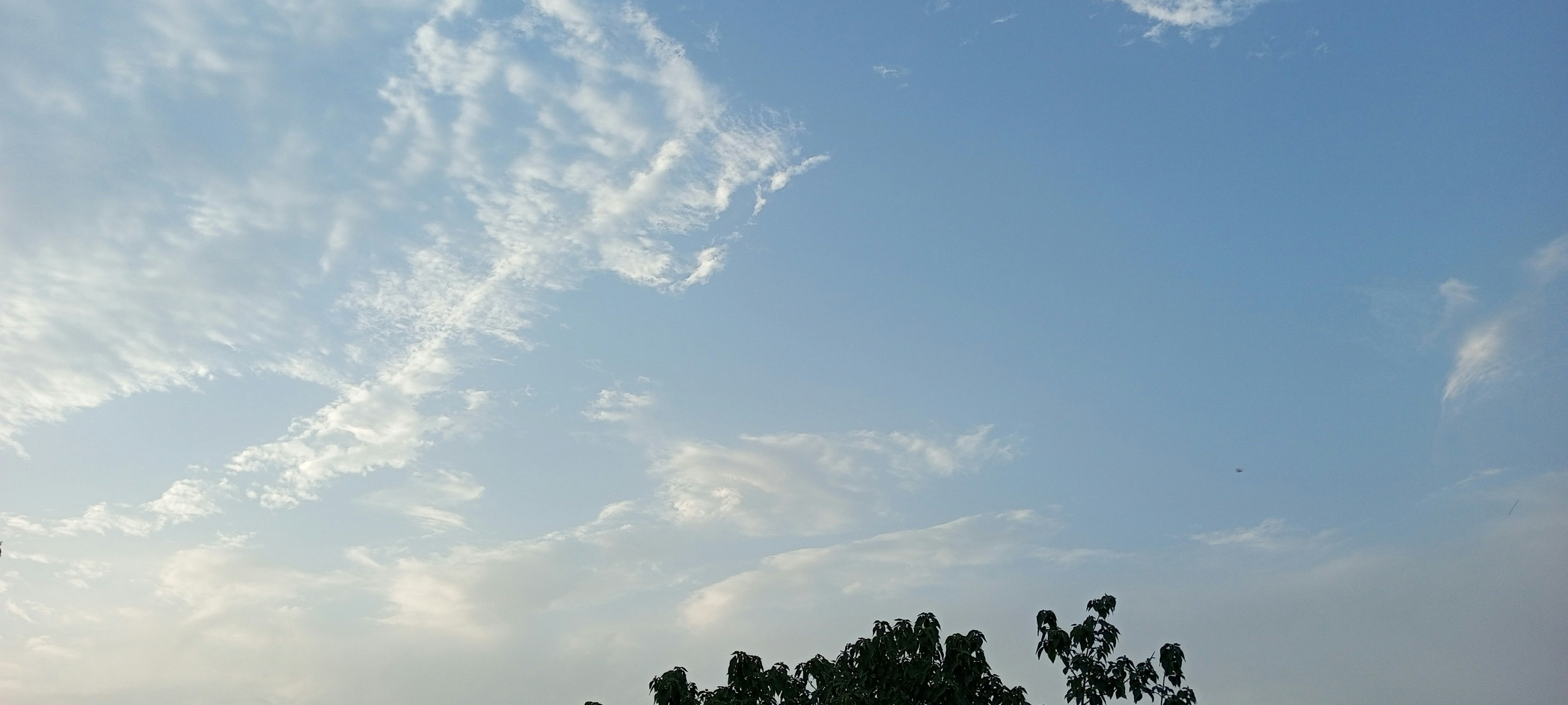 The view of the clouds and tree. | Wispy clouds drift across a clear blue sky.
