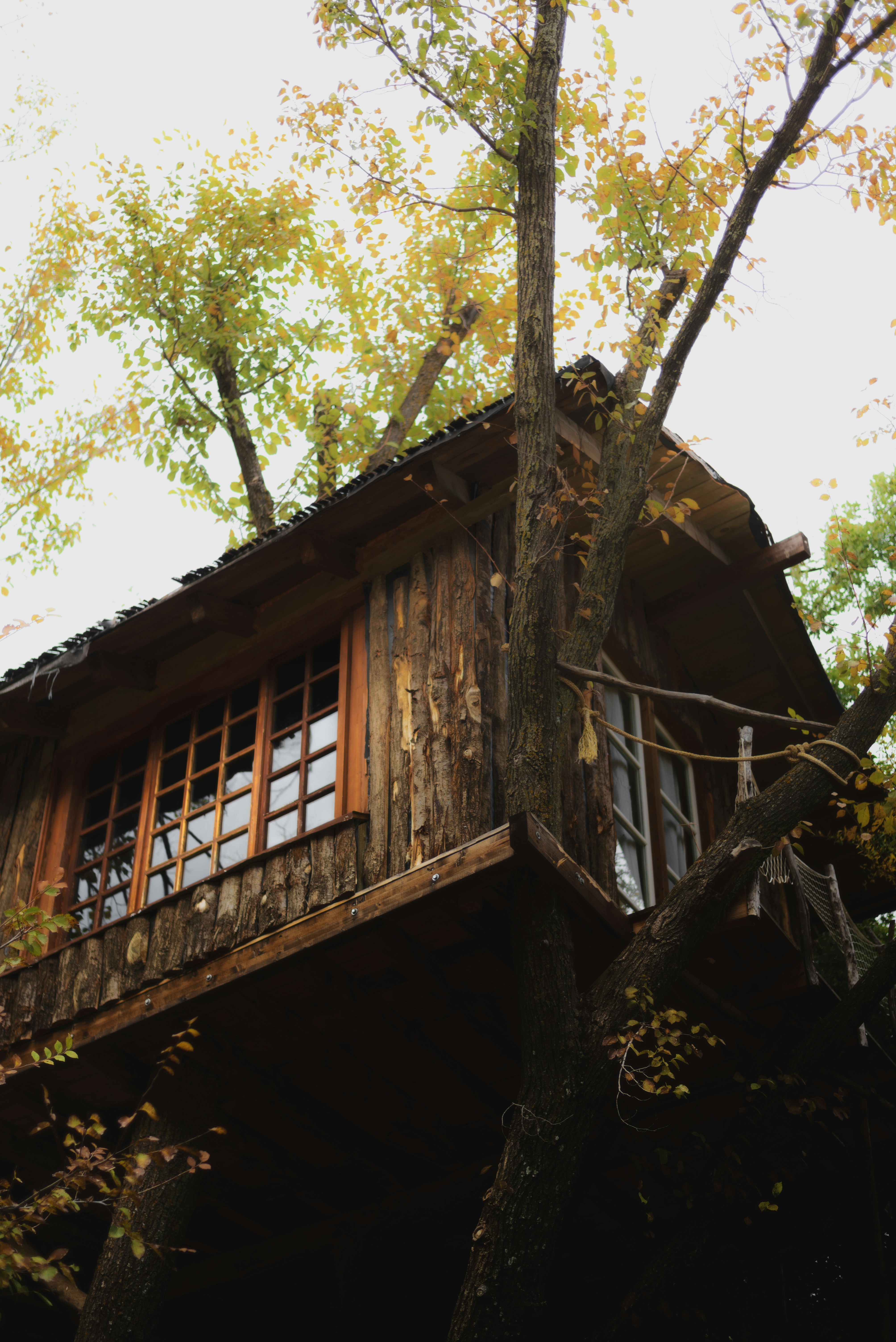 A charming wooden treehouse nestled among vibrant autumn foliage, showcasing large windows and rustic architecture.