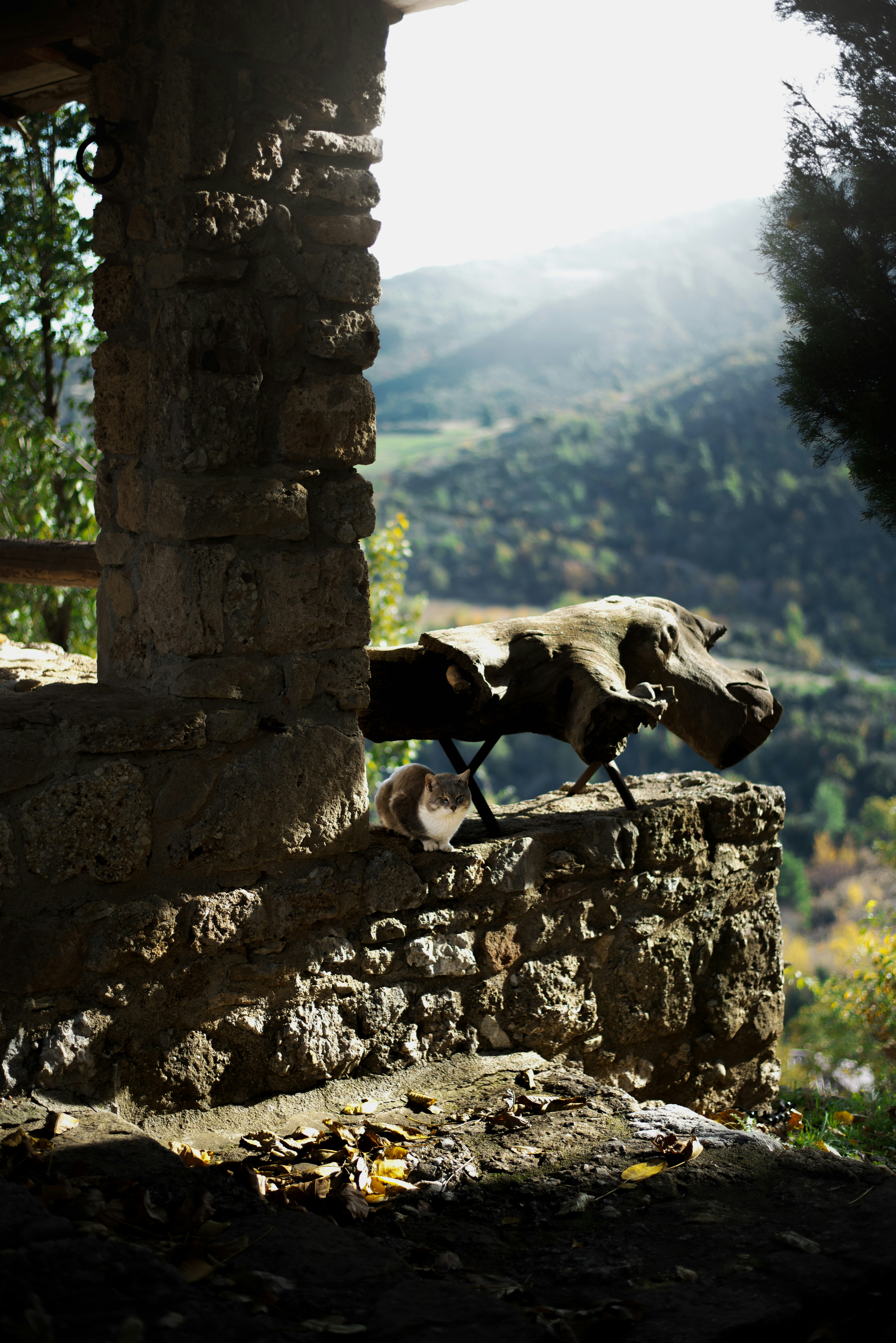 Whispers of Nature: A Tranquil Retreat
