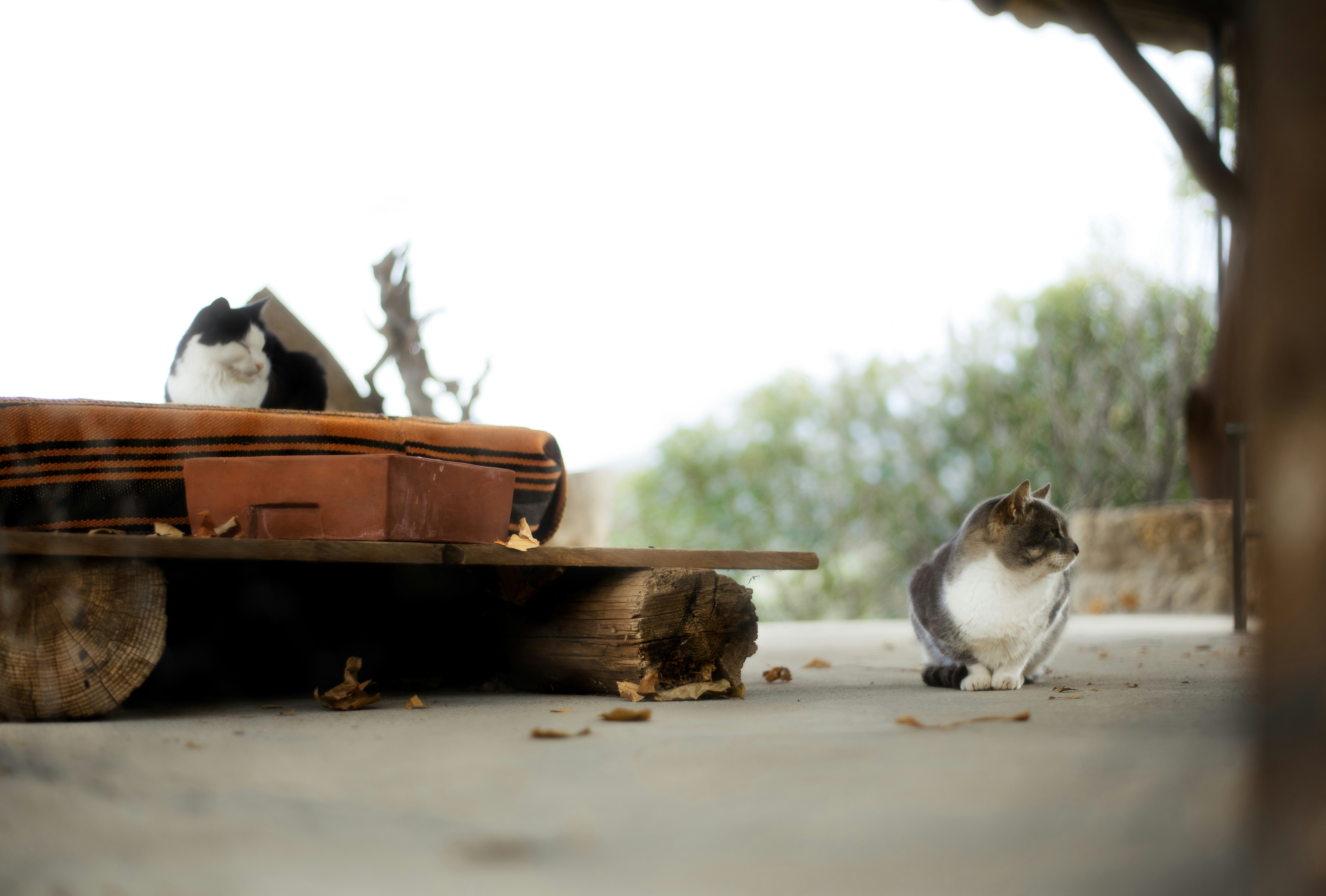 Cherryland Farm, Kernitsa village. | Two cats sitting outdoors on a patio.