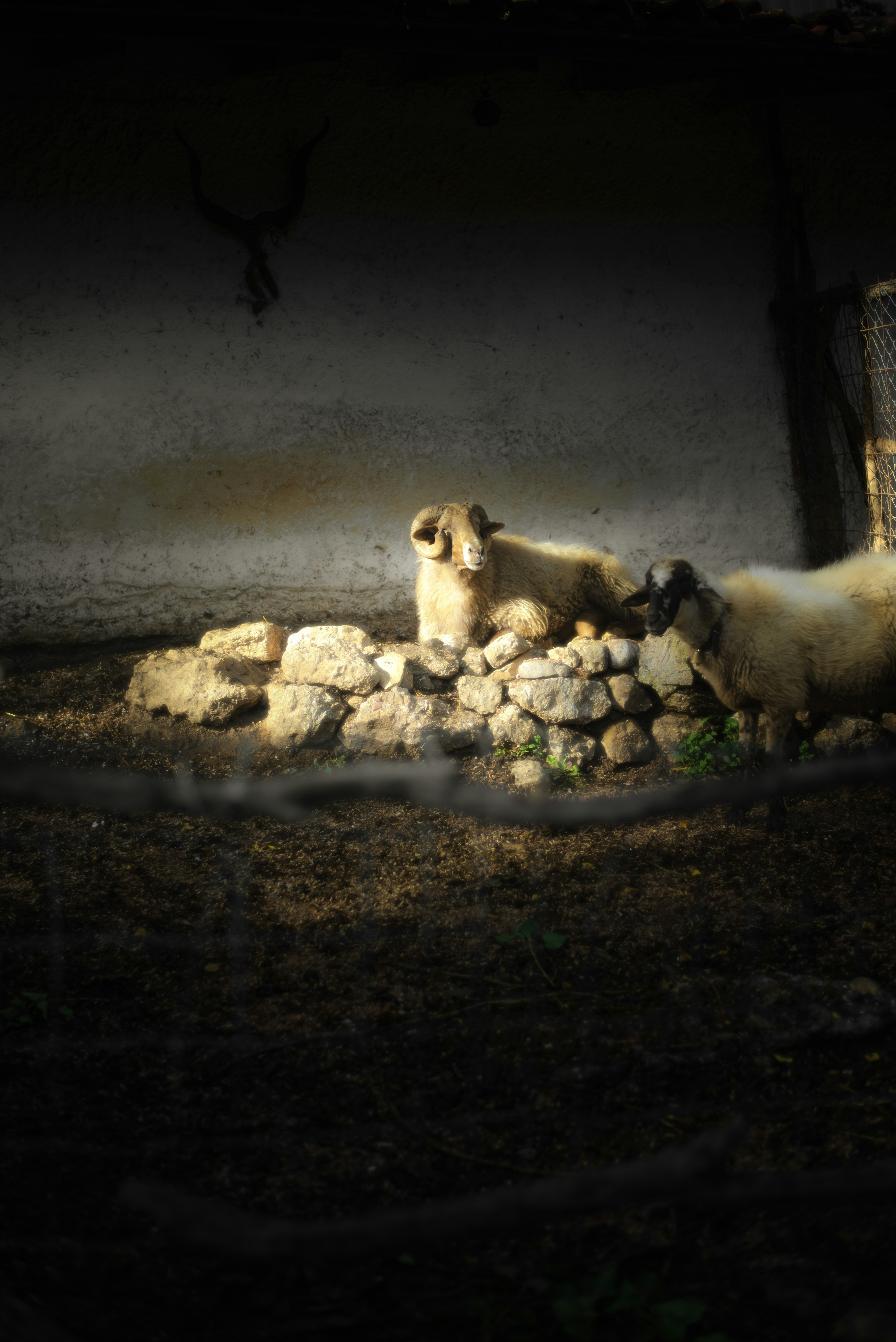 Quiet Moments in the Barnyard