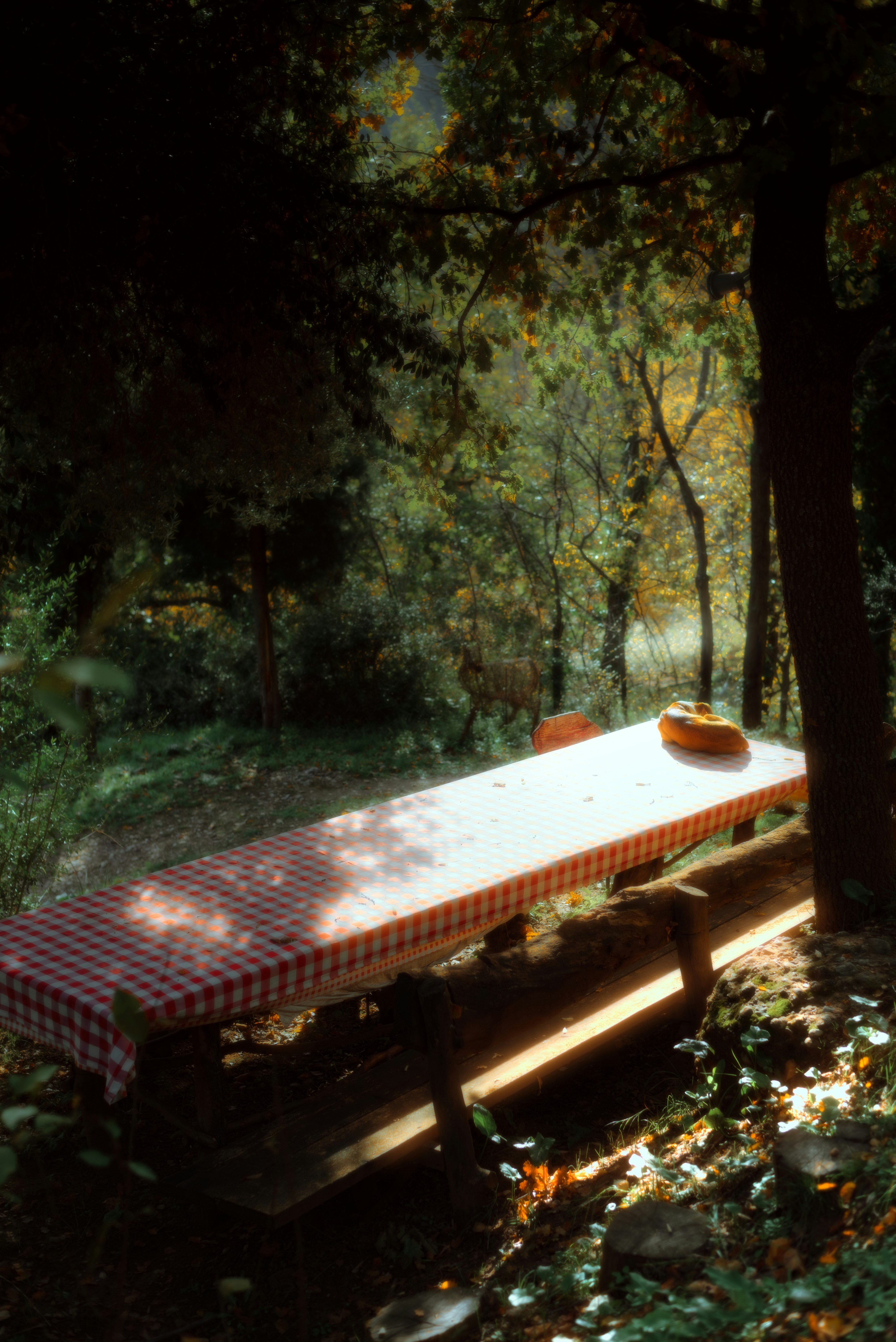 Autumn Picnic Through a Sunlit Forest Gap