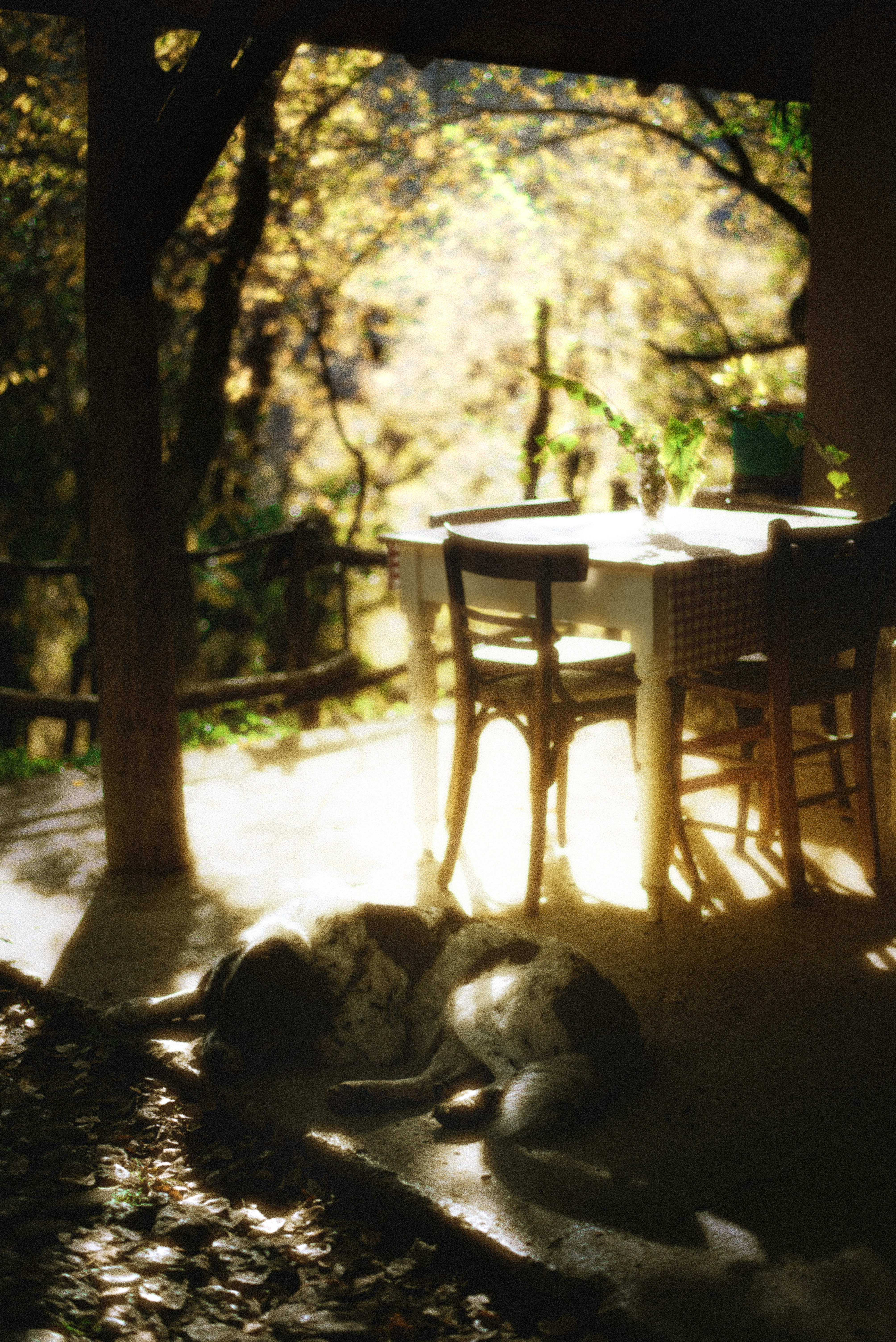 Cherryland Farm, Kernitsa village. | Dog sleeping on porch with table and chairs.