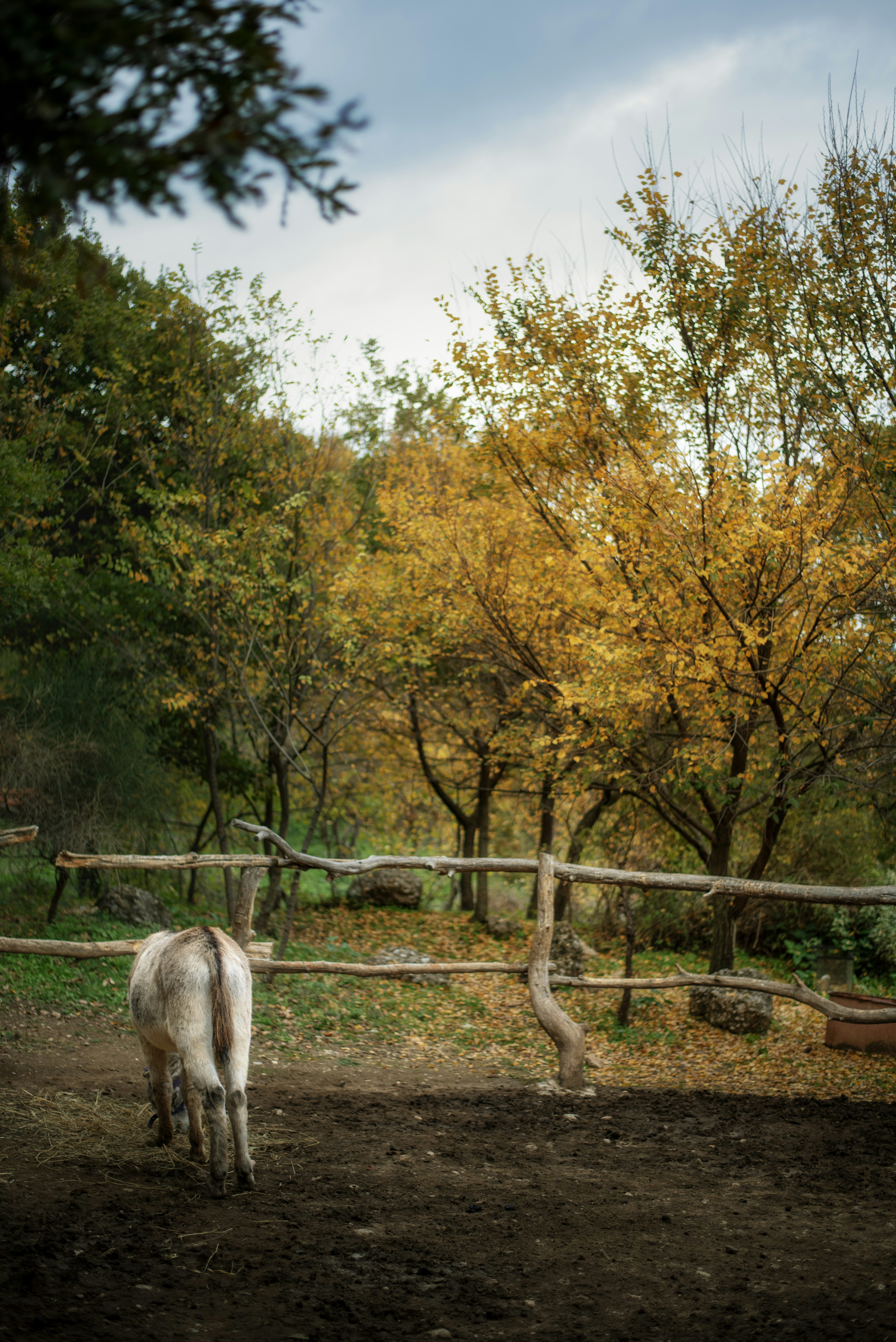 Cherryland Farm, Kernitsa village.
