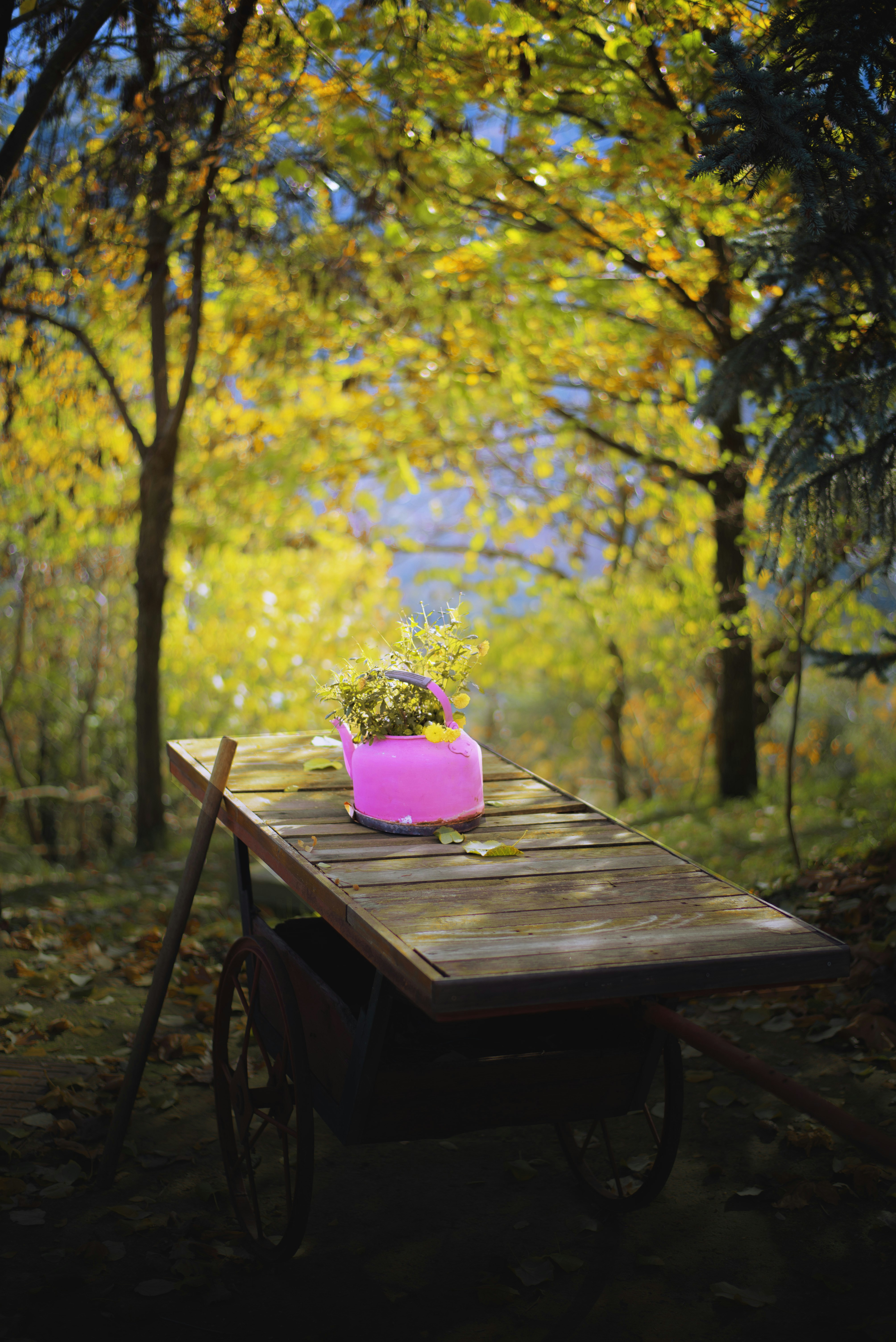 Whispers of Autumn: A Garden's Palette