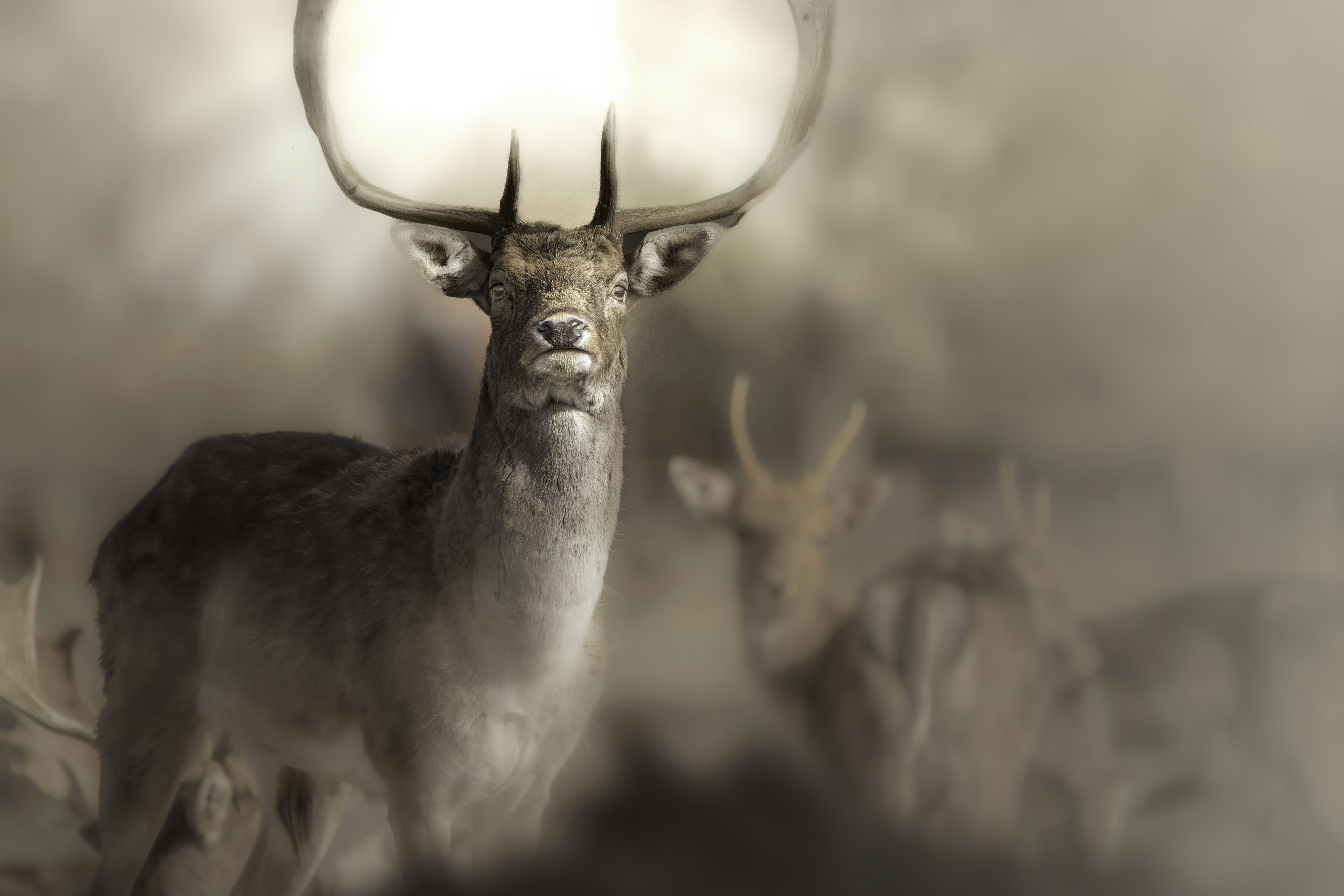 Mist-Guarded Stag Beneath Giant Antlers
