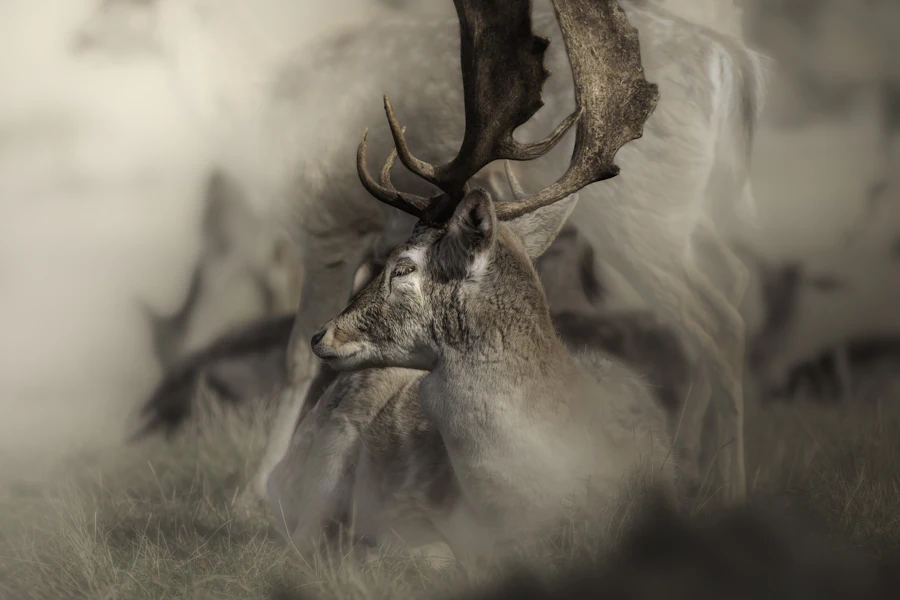 A resting stag with antlers framed by swirling dust and soft, muted tones. The deer’s head is turned in profile amid the blurred herd behind it.