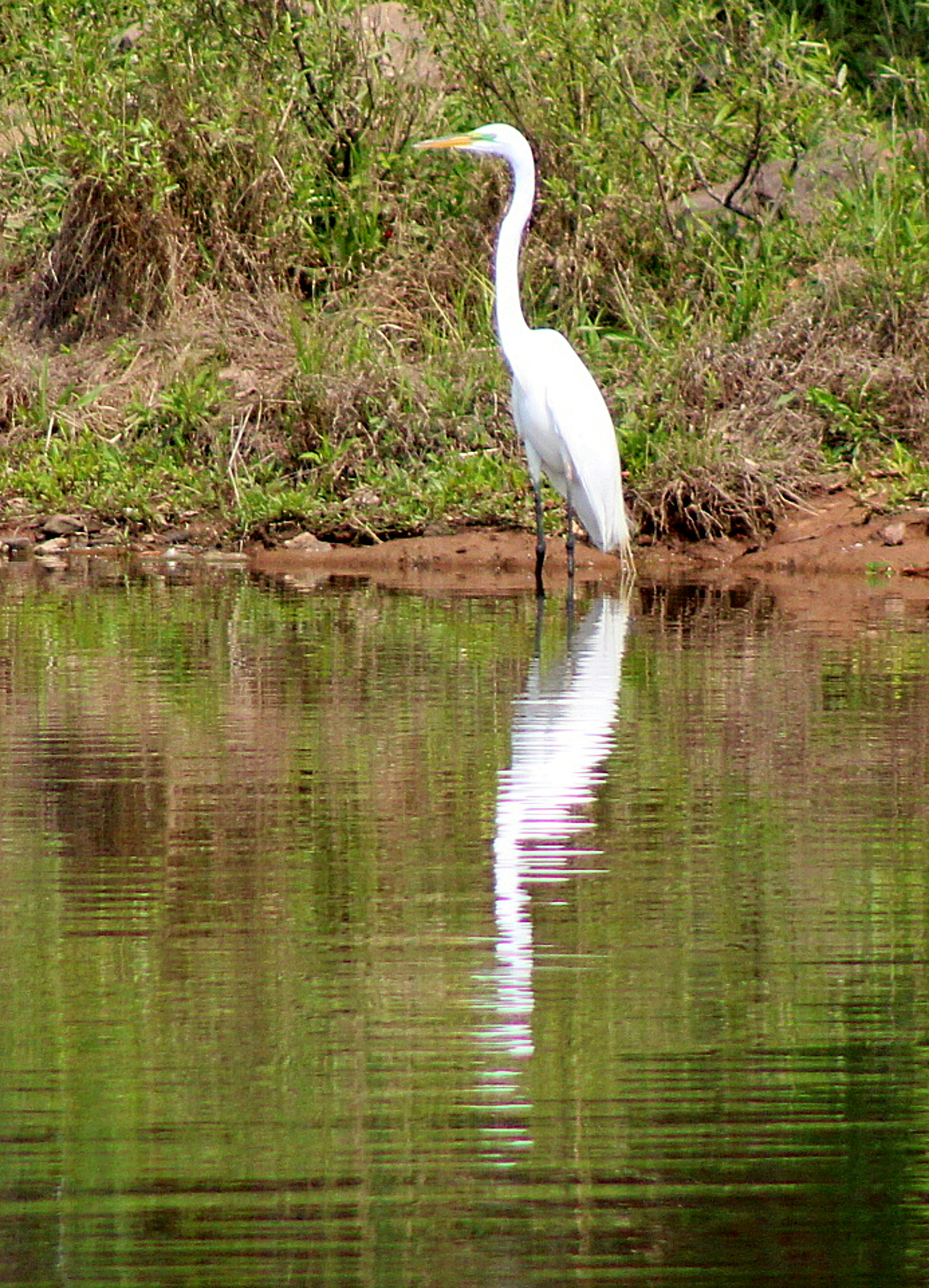 A great egret stands gracefully by the water's edge, its reflection mirrored in the calm surface below.