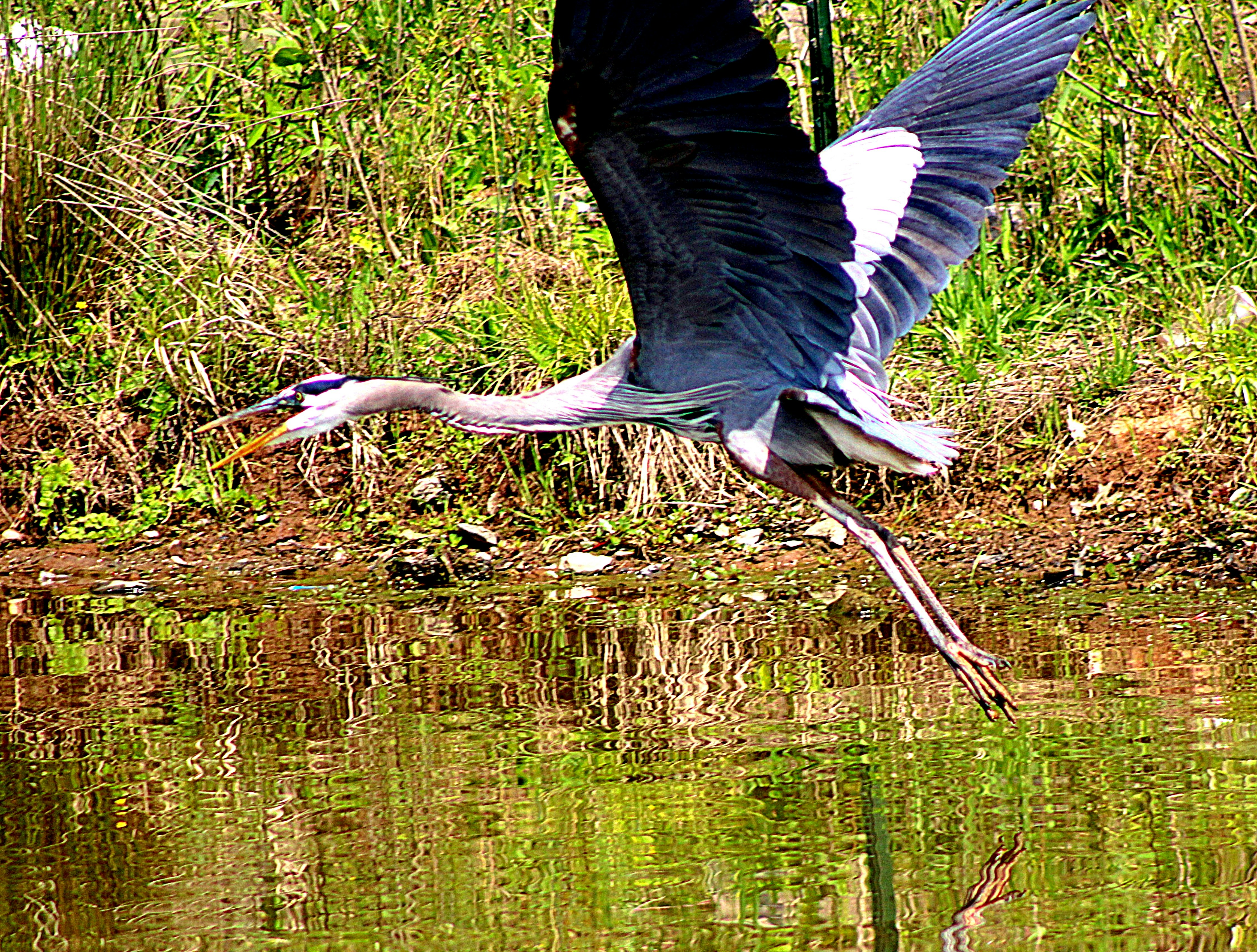 A great blue heron takes flight over water