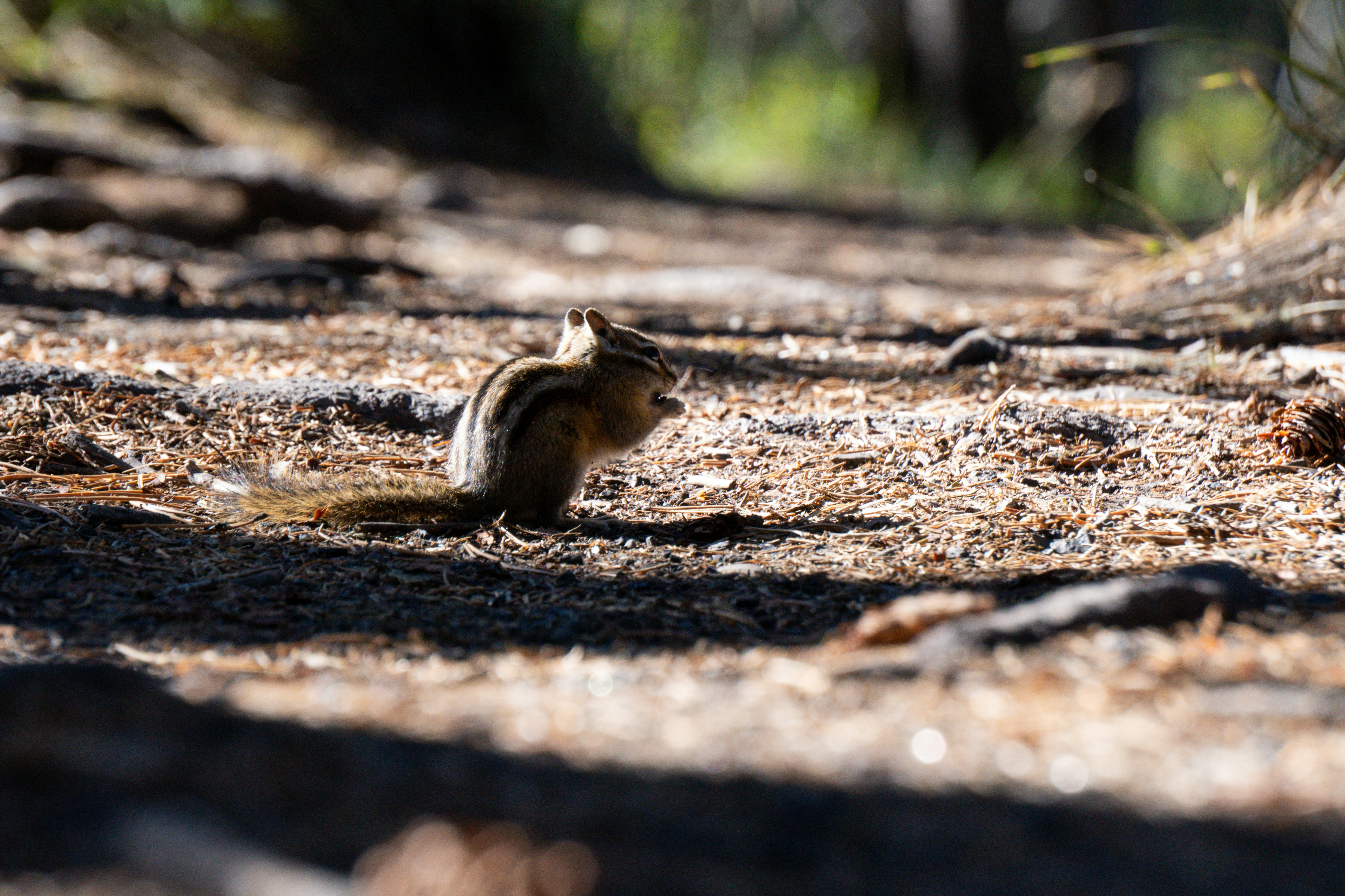 Un tamia mangeant sur le sol d’une forêt. photo – Image gratuite de ...