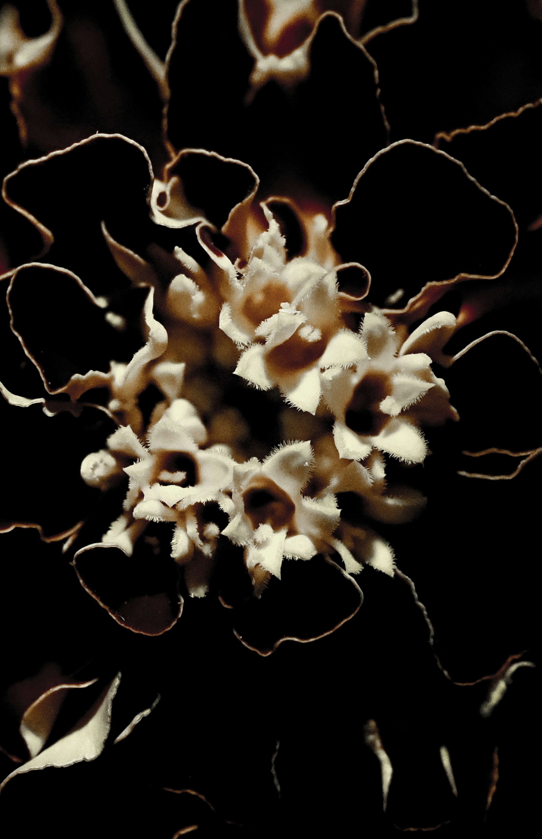 Close-up of a dark marigold flower center.