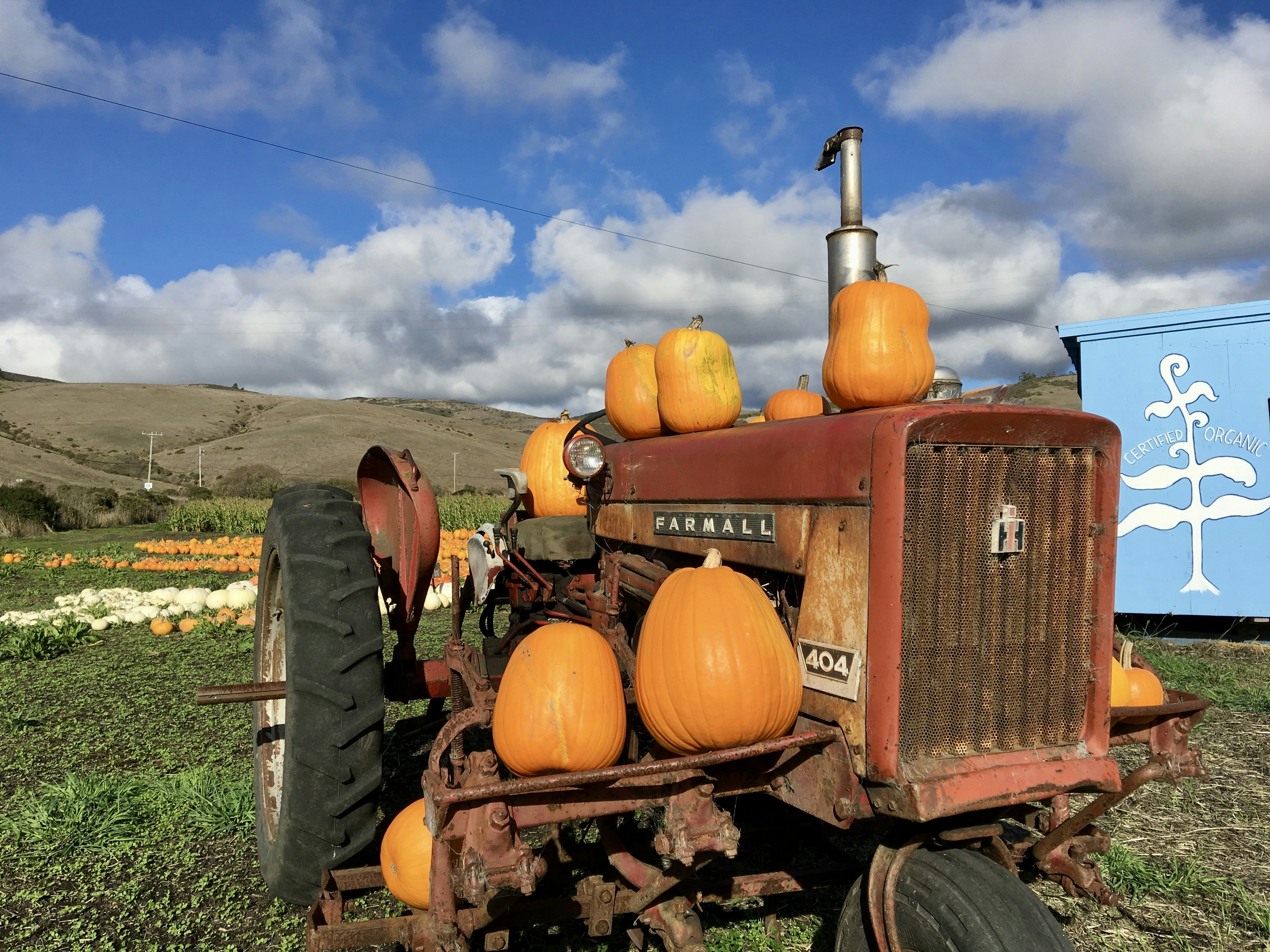 Old tractor decorated with pumpkins in a field