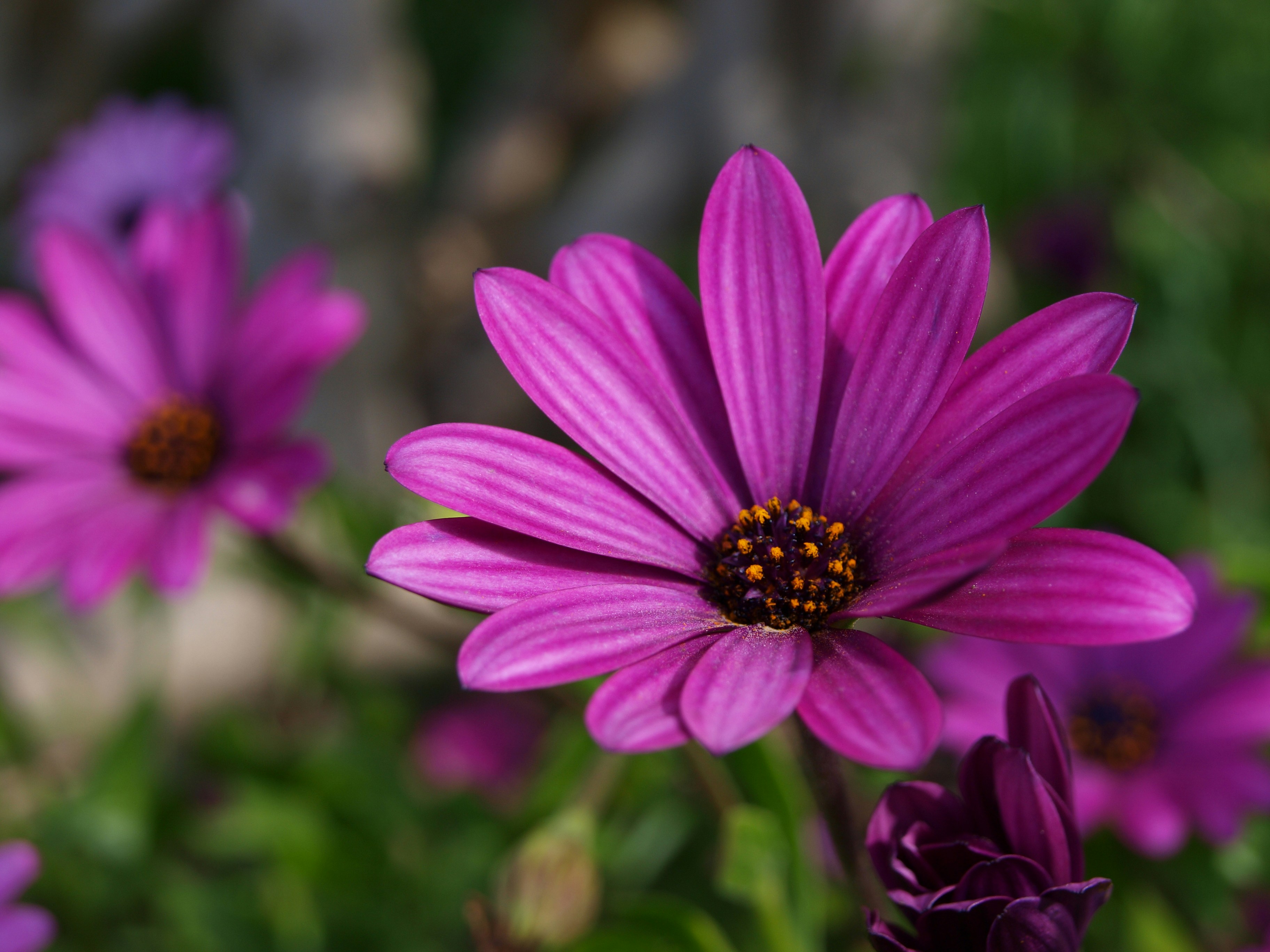 The vibrant magent African Daisy with striking stripes on its delicate petals surrounding the stamen with pollen. | Vibrant purple daisy-like flowers bloom in sunlight.