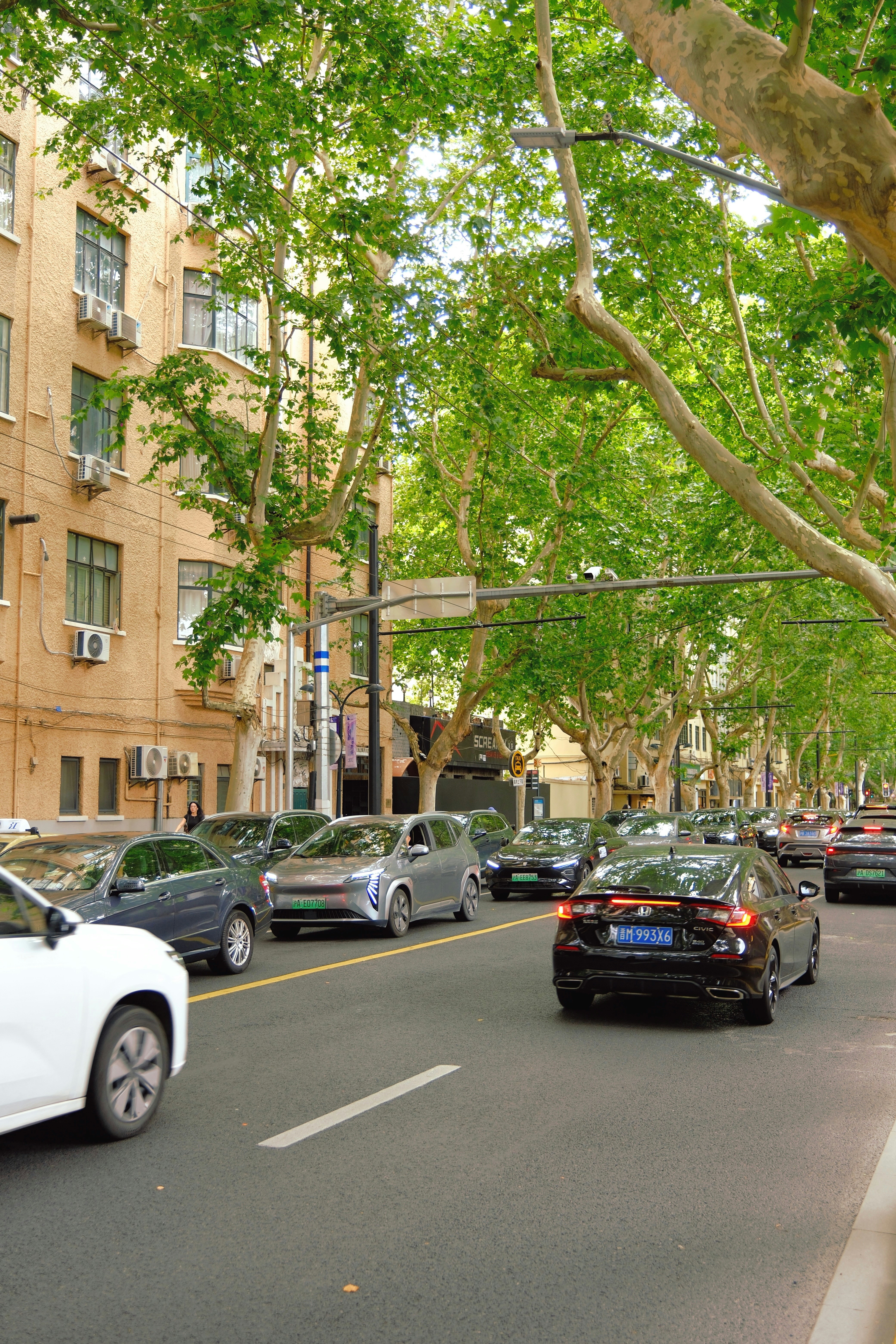 Canopy Corridor: Traffic Under a Sunlit City Tree