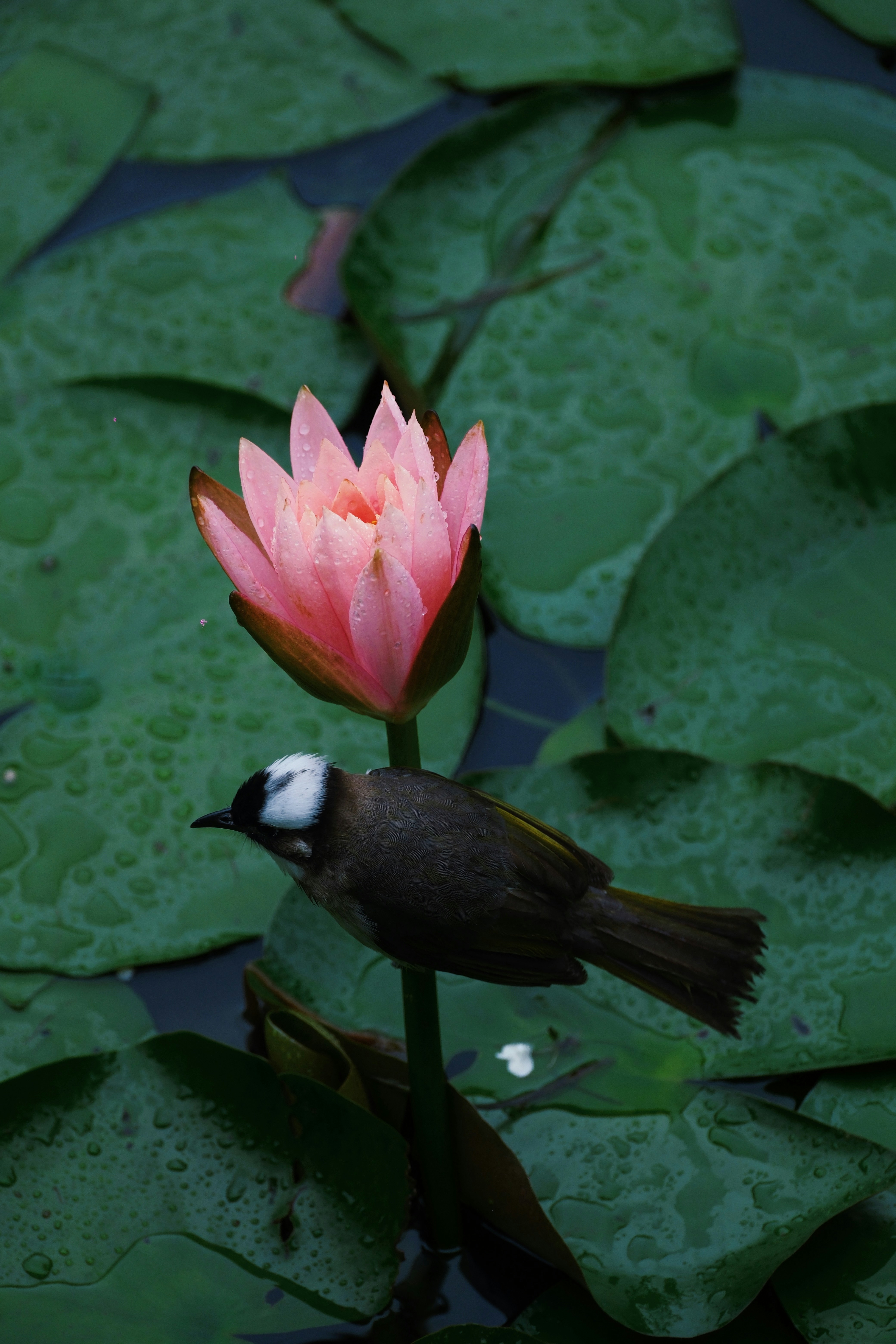 Serenity in Bloom: Nature's Harmonious Duo