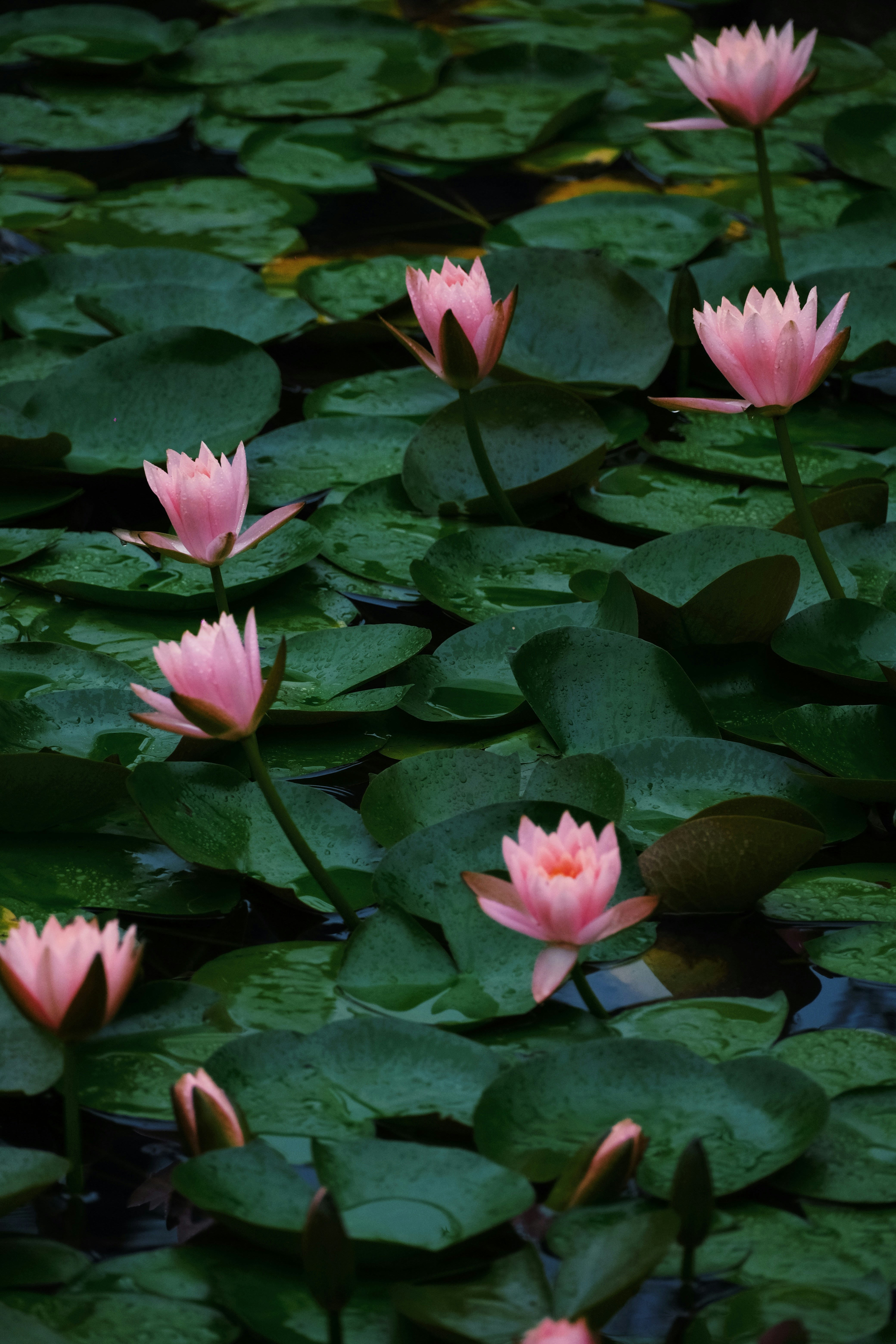 Whispers of Serenity: A Lotus Garden in Bloom