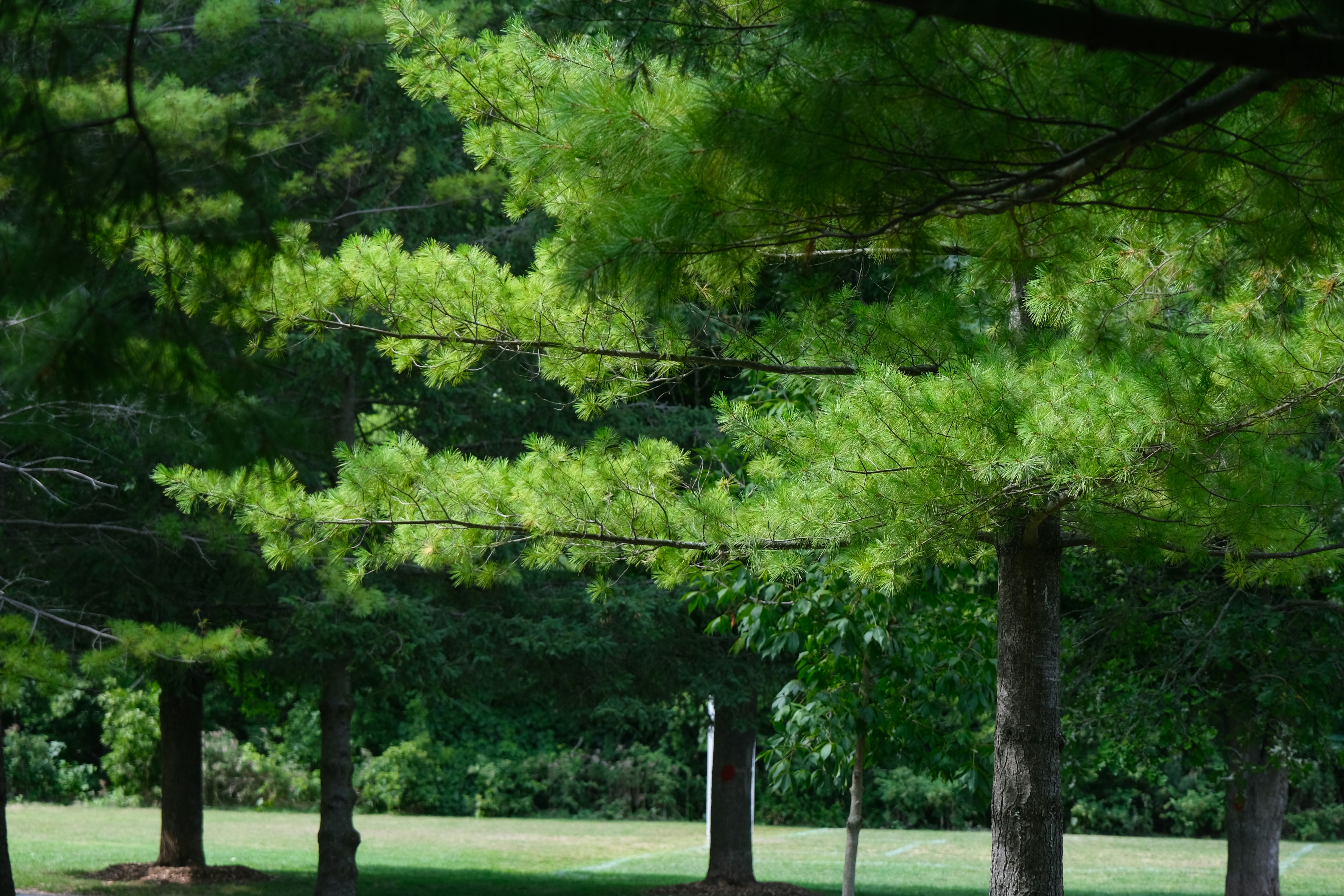 Lush green pine trees in a park setting.