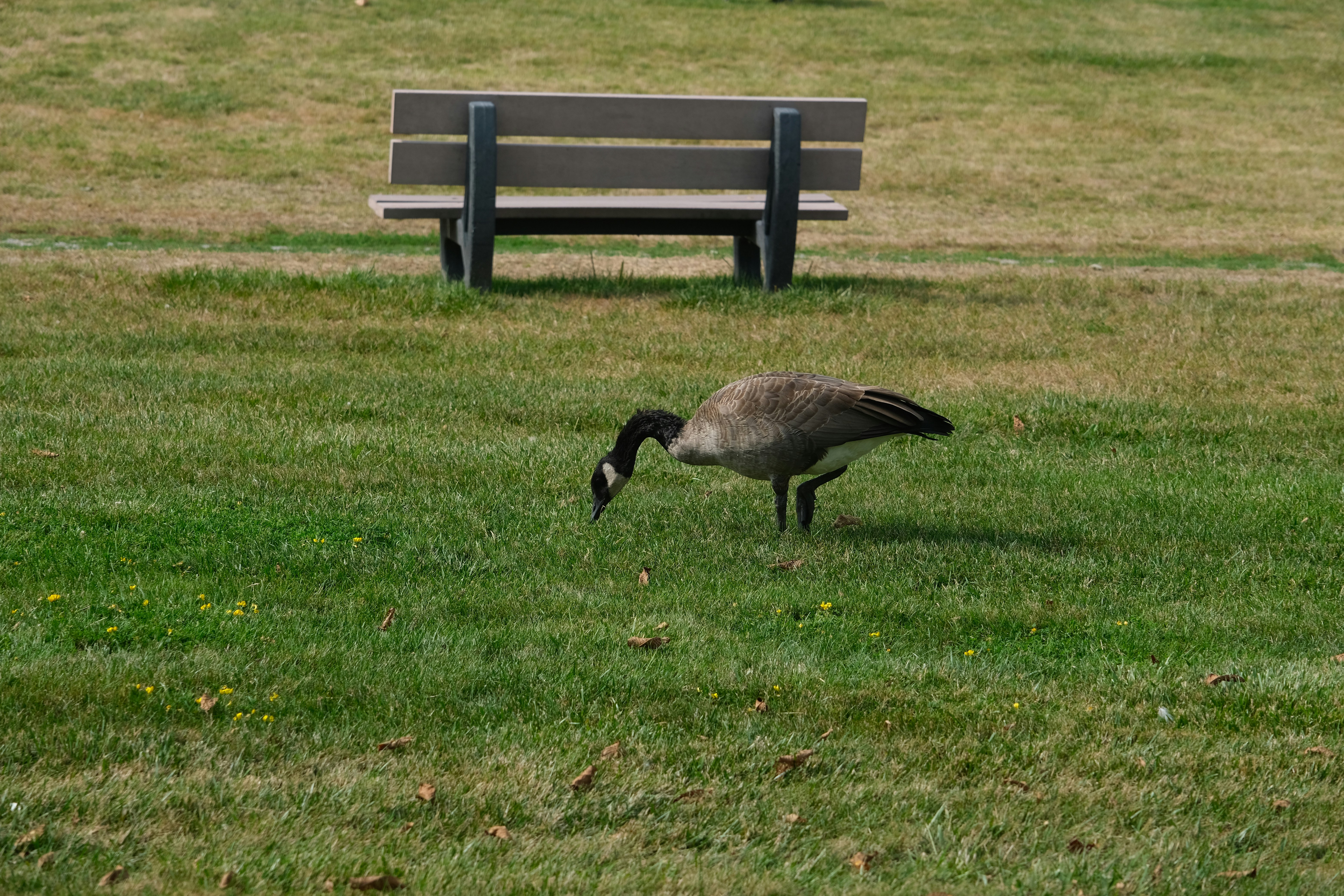 A goose grazes on grass near a park bench.