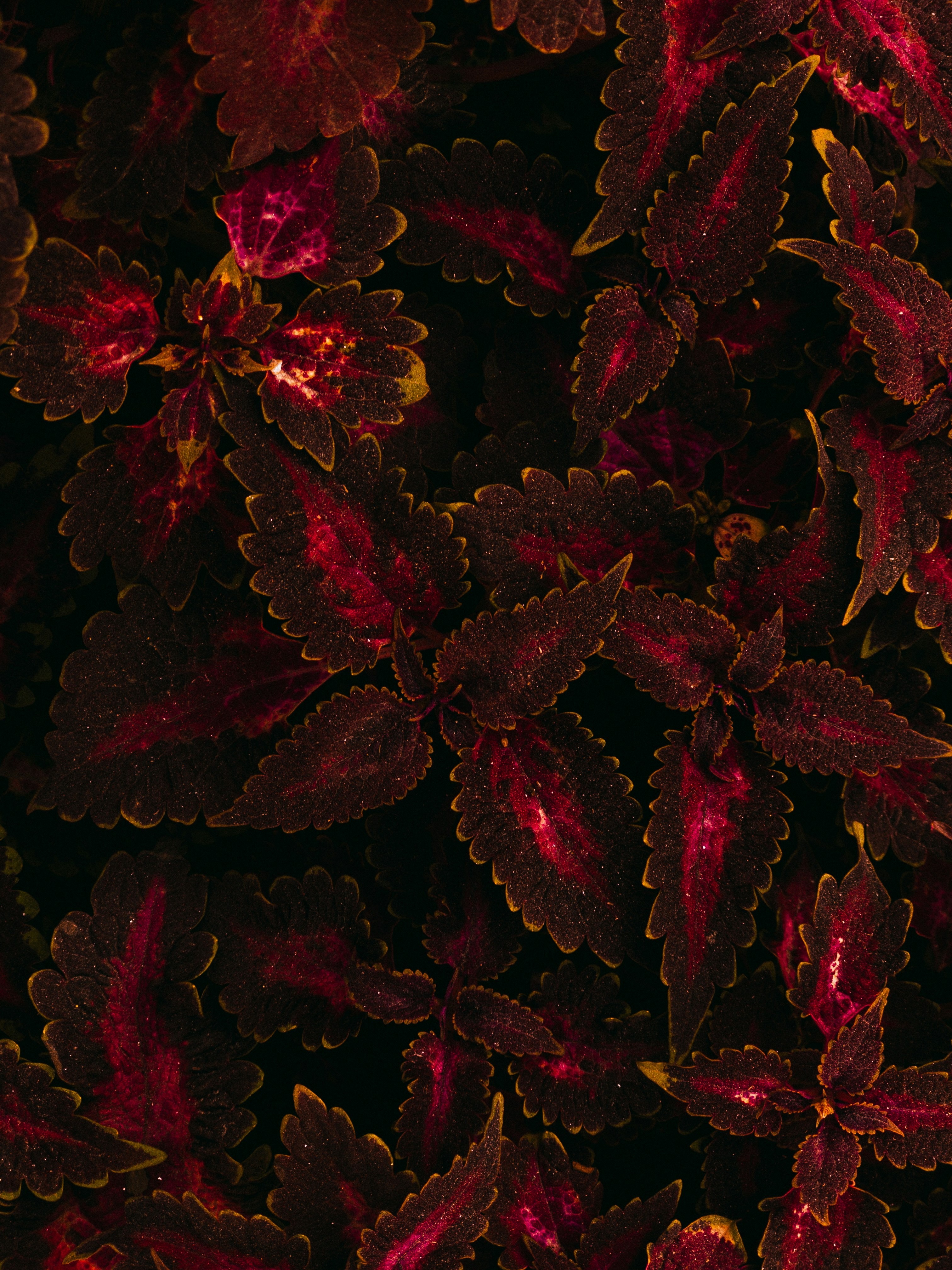 Dark red and burgundy coleus leaves with serrated edges.