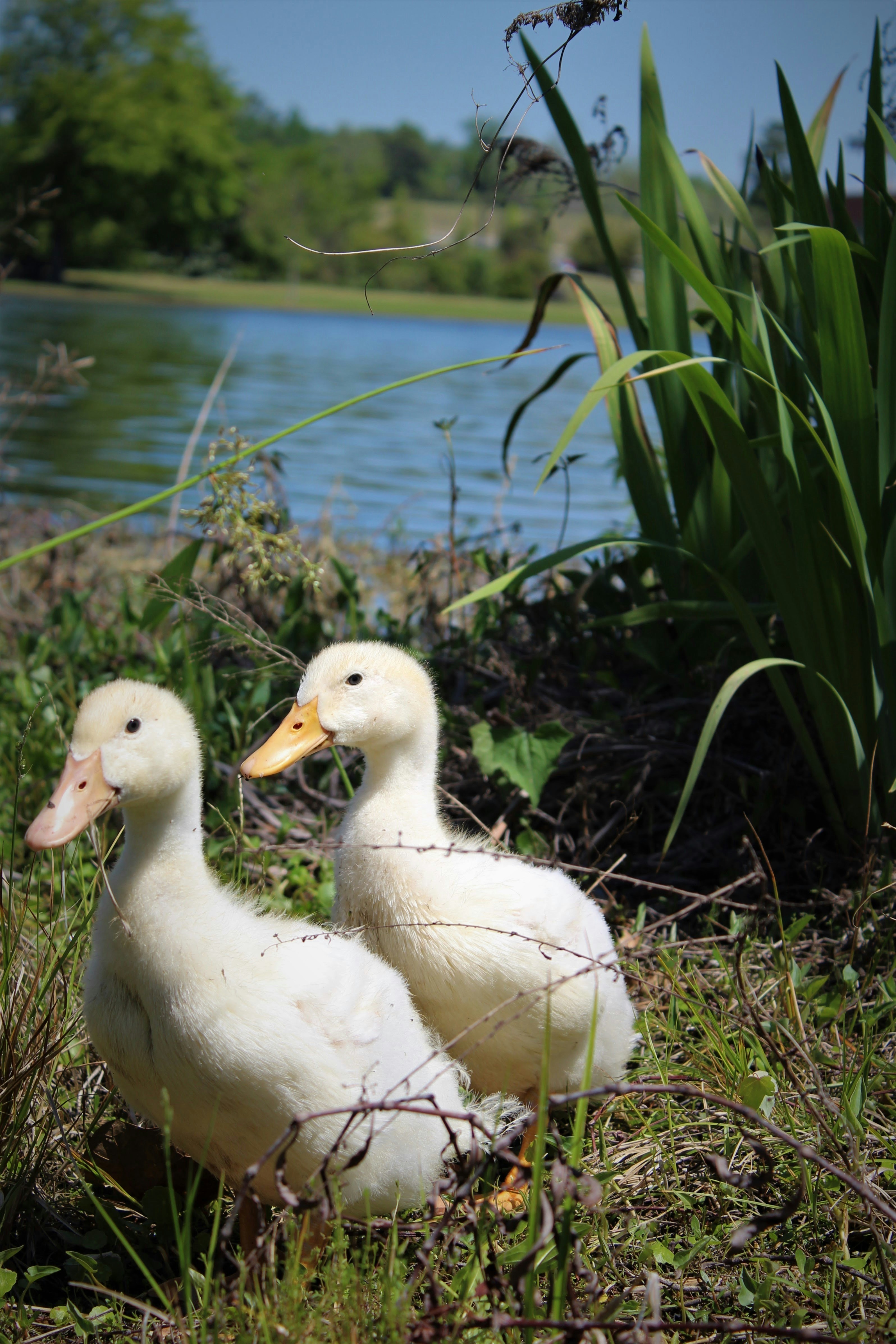 Two fluffy ducklings stand near a pond.