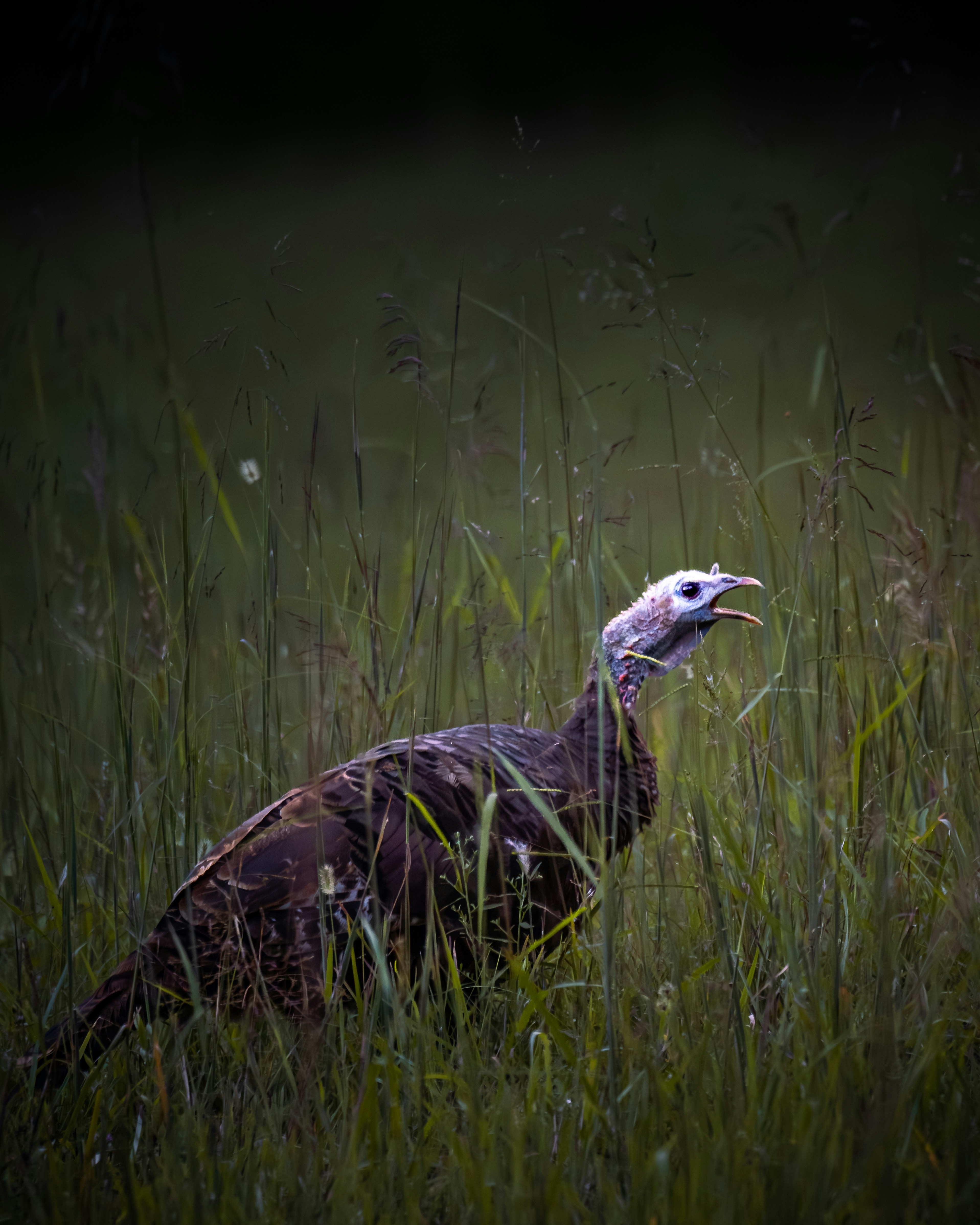 A Call from the Tall Grass