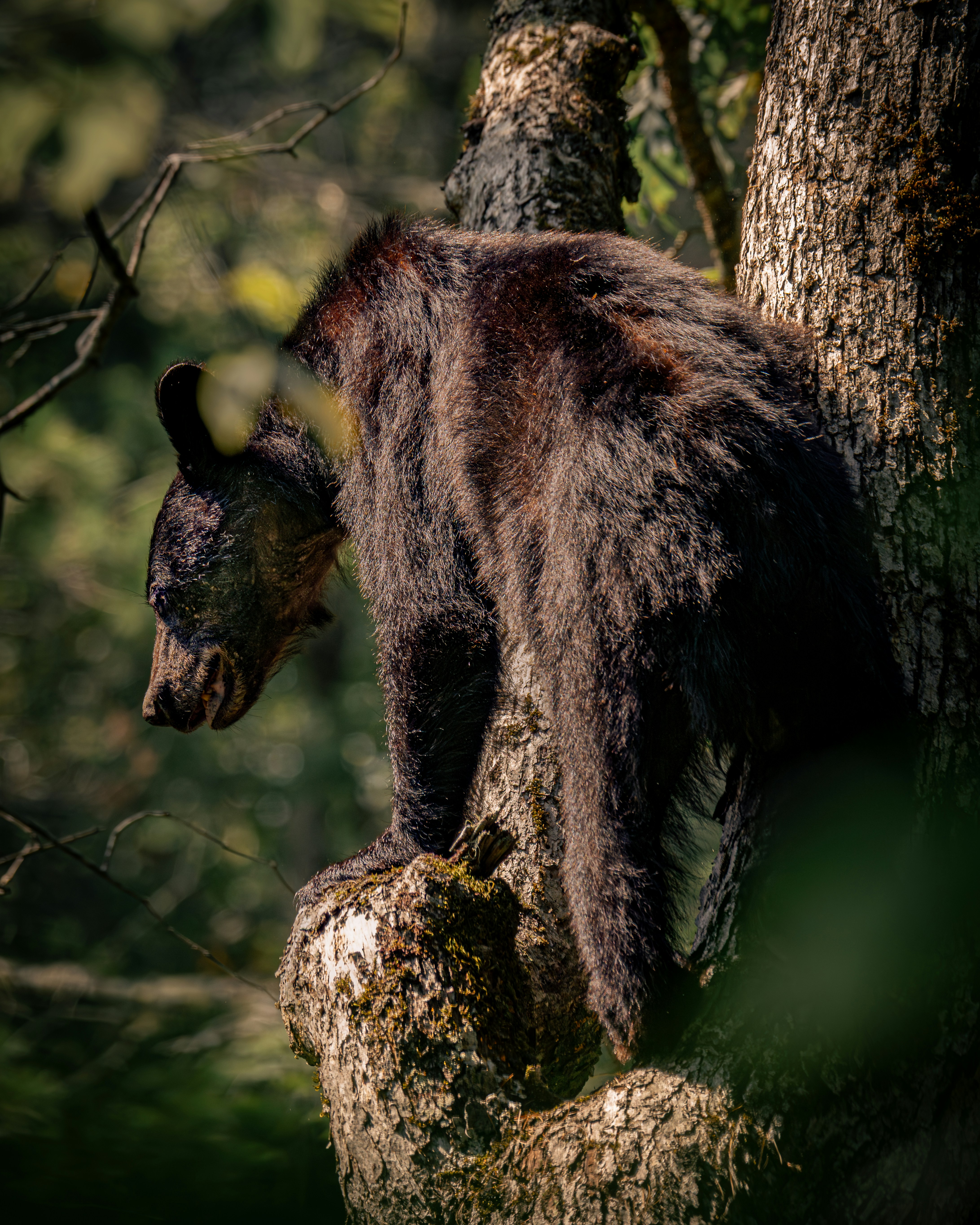 A Silent Watcher: The Black Bear's Vigil