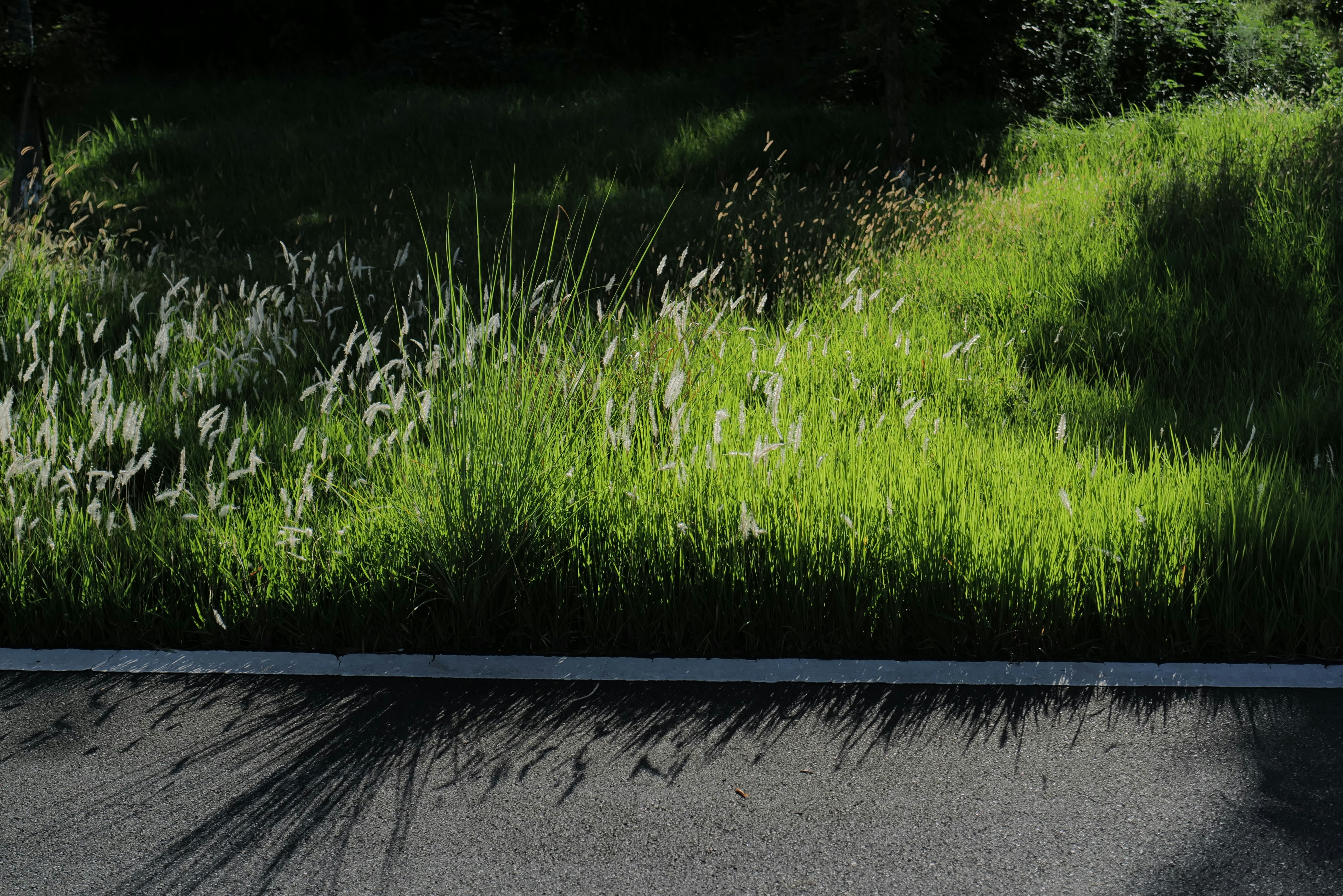 Lush green grass and wildflowers border a dark asphalt road, creating a serene contrast between nature and pavement.