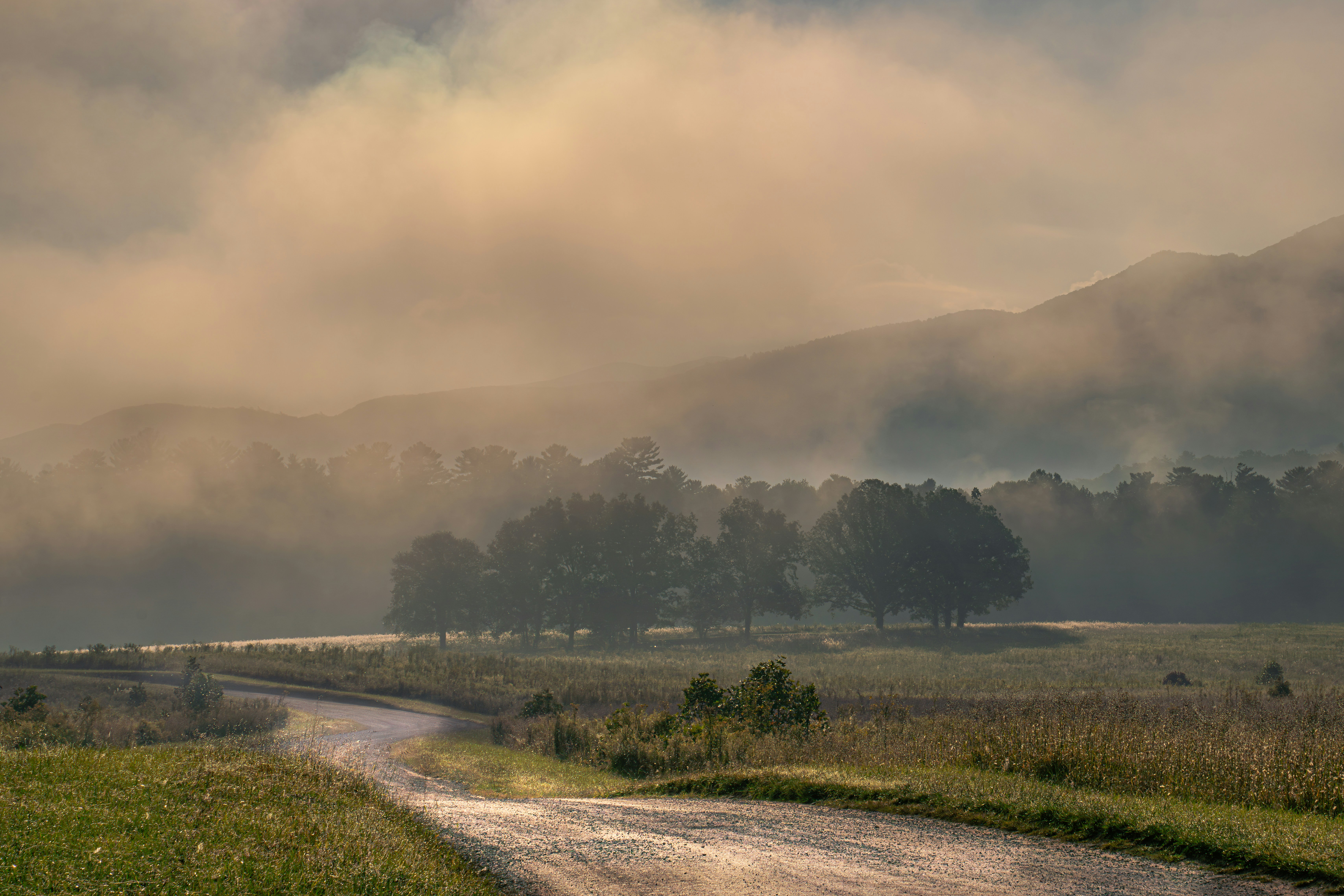 Whispers of the Misty Meadow