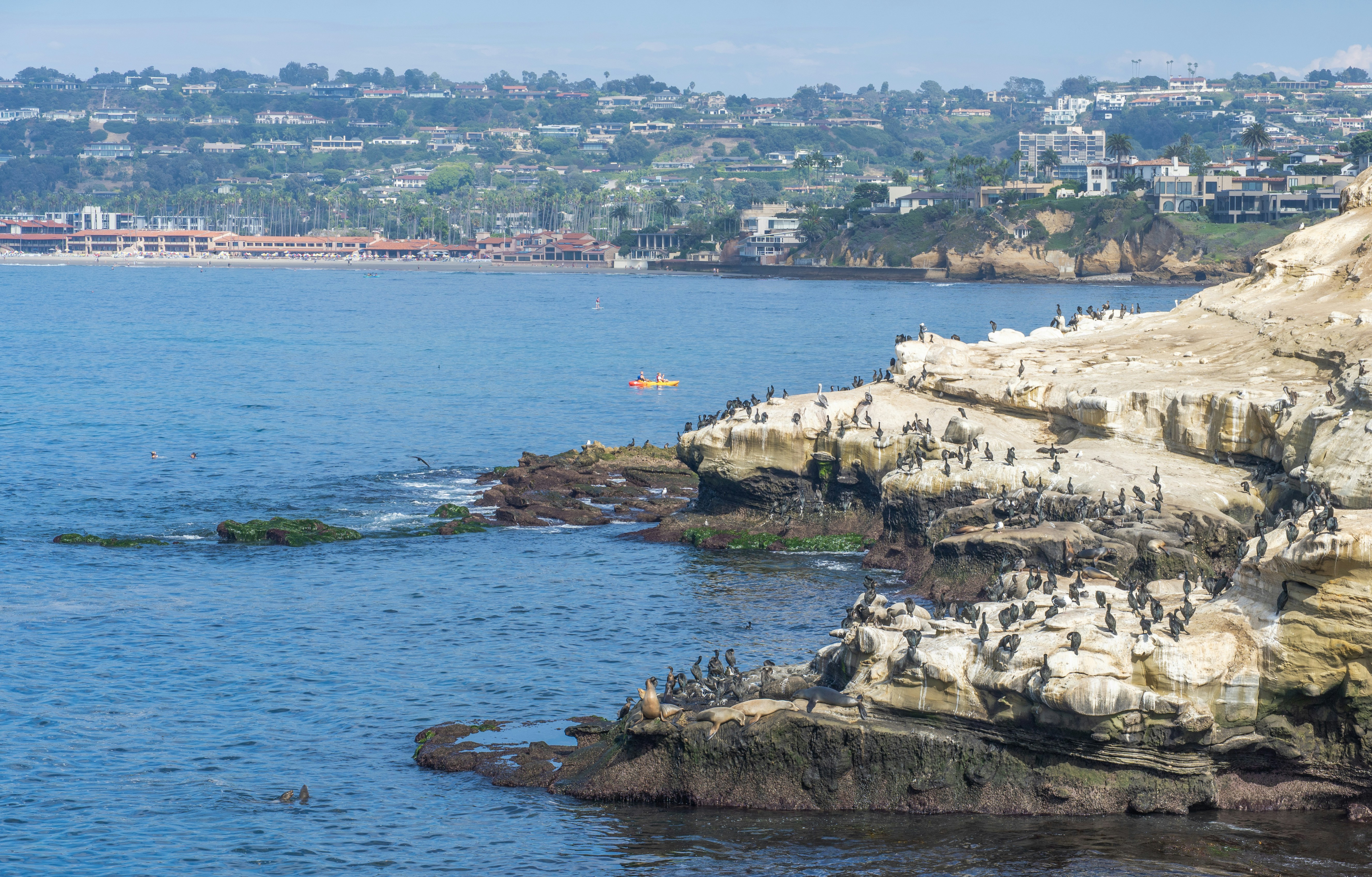 Seabirds and Serenity: A Coastal Gathering