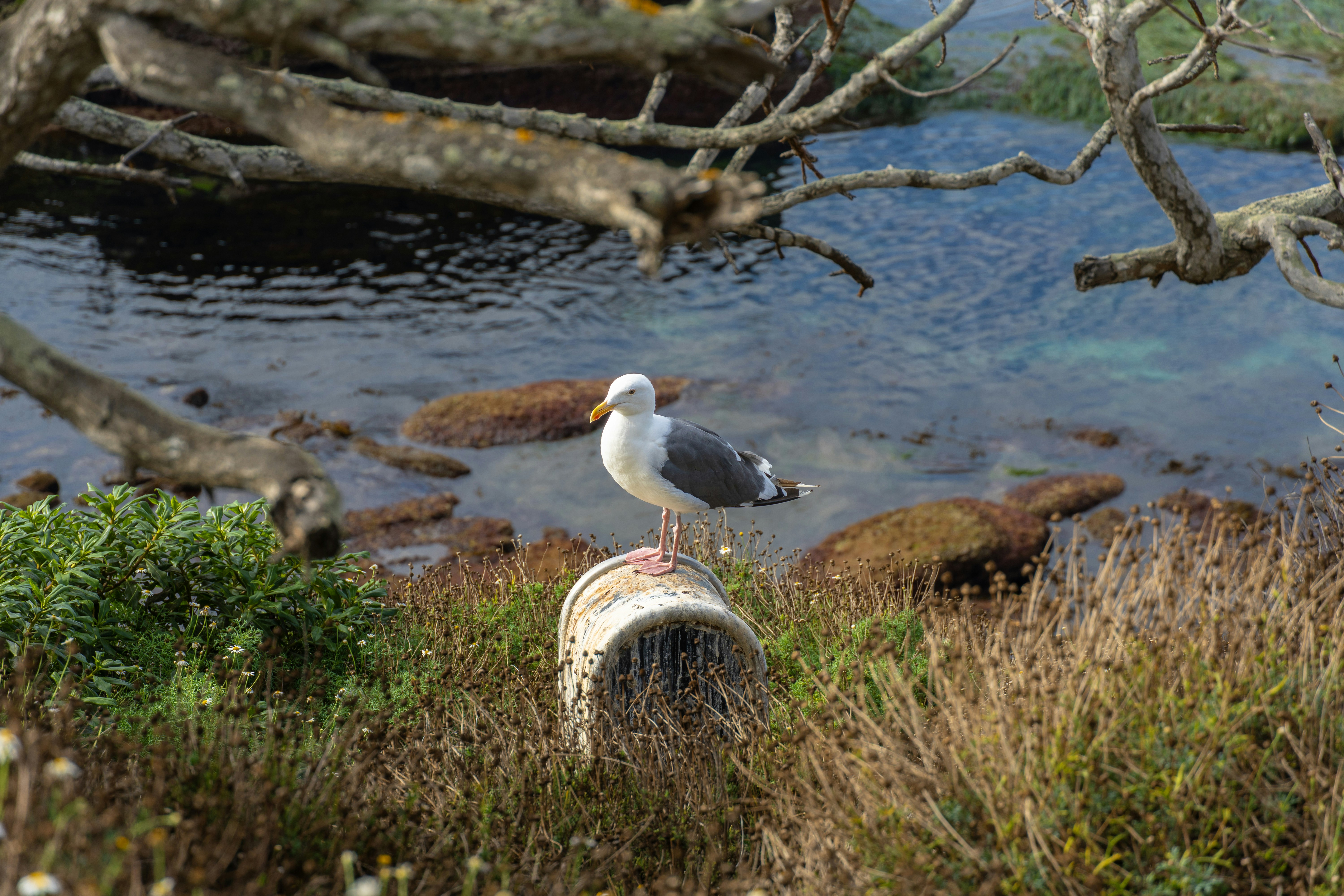 Seagull's Serene Perch