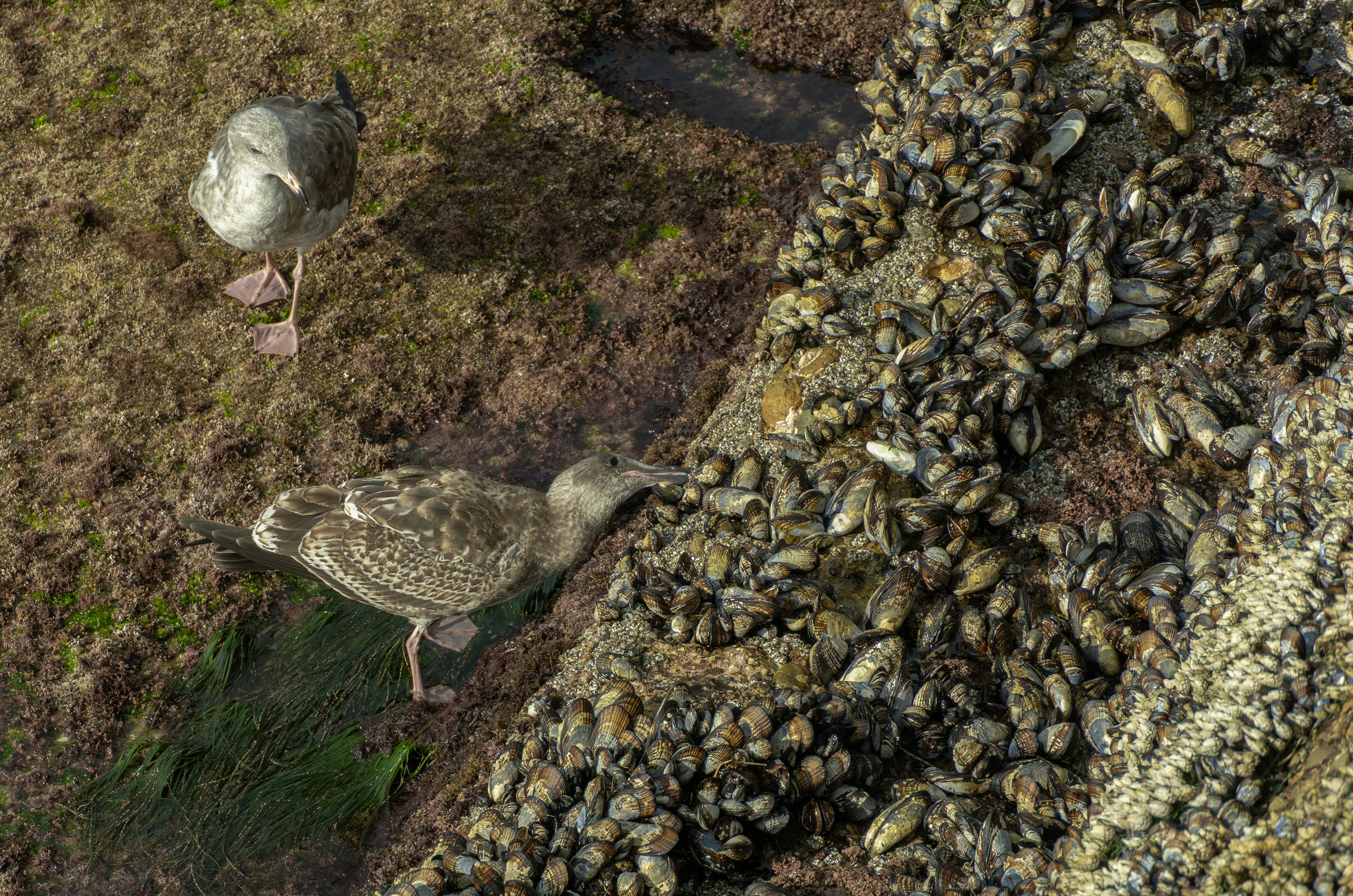 Nature's Feast: A Seagull's Foraging Adventure