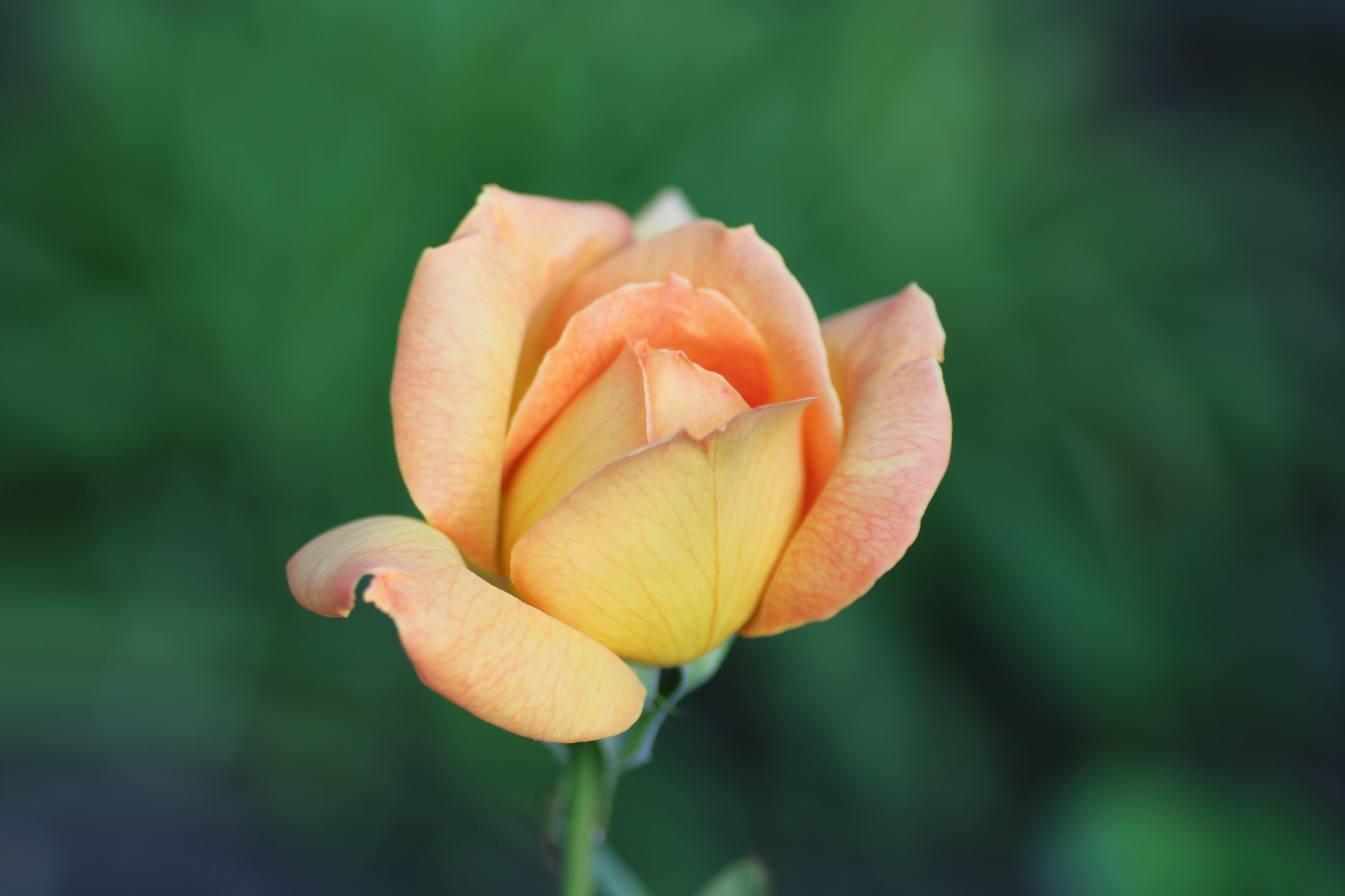 A single peach-colored rosebud blooms outdoors.