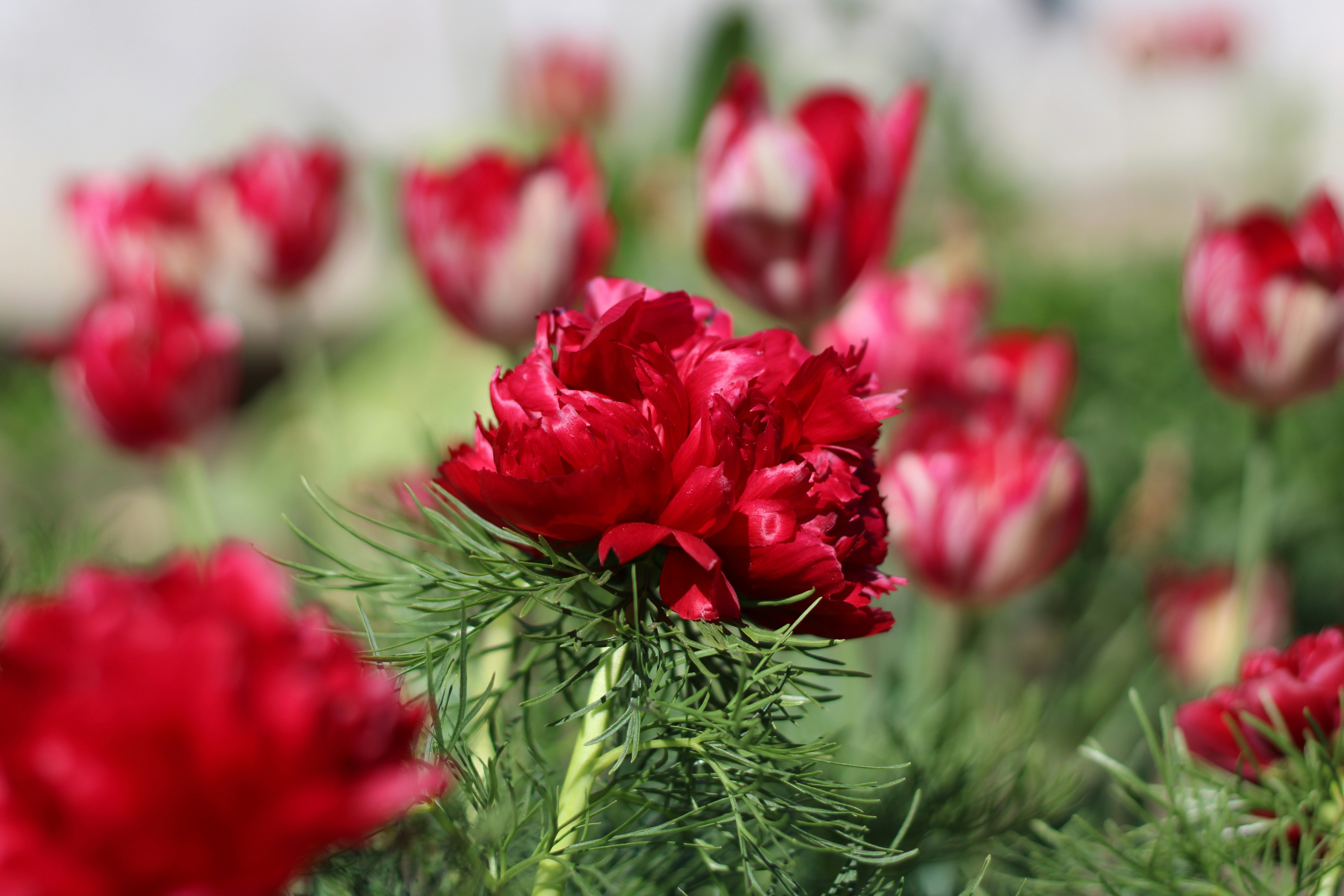 Crimson Blossoms in a Verdant Embrace