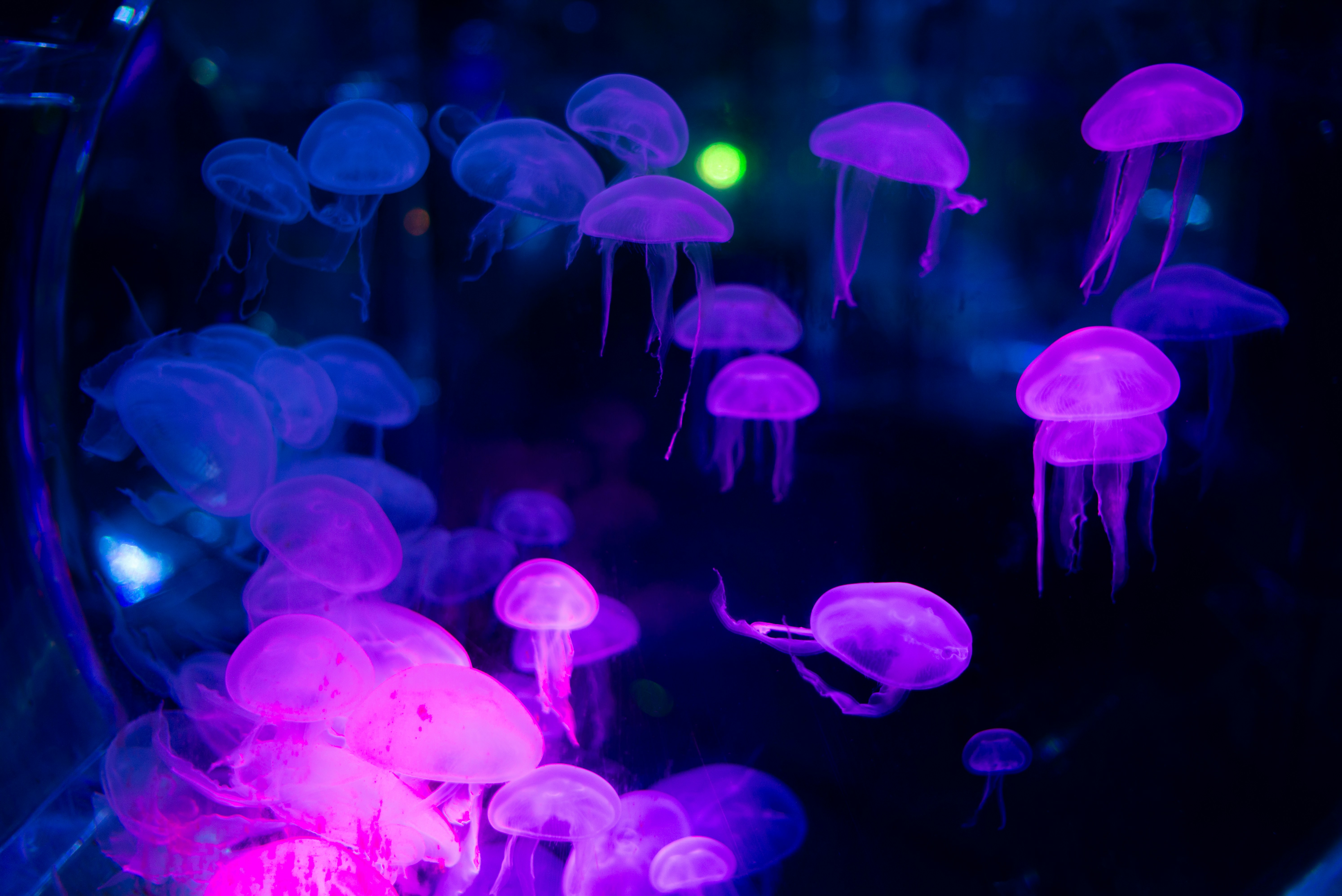 Bioluminescent jellyfish glowing in dark water