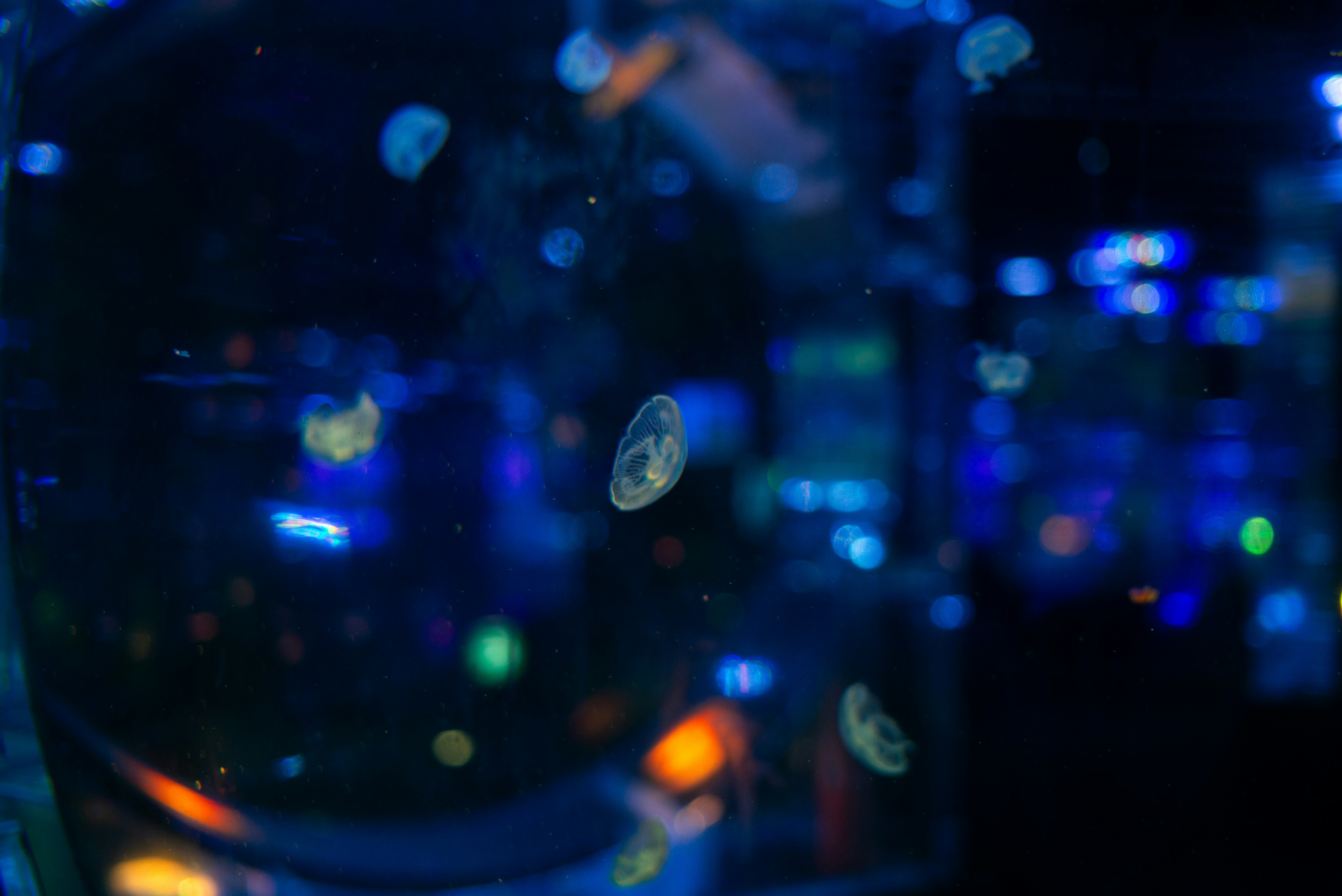 Ethereal Dance of Luminescent Jellyfish