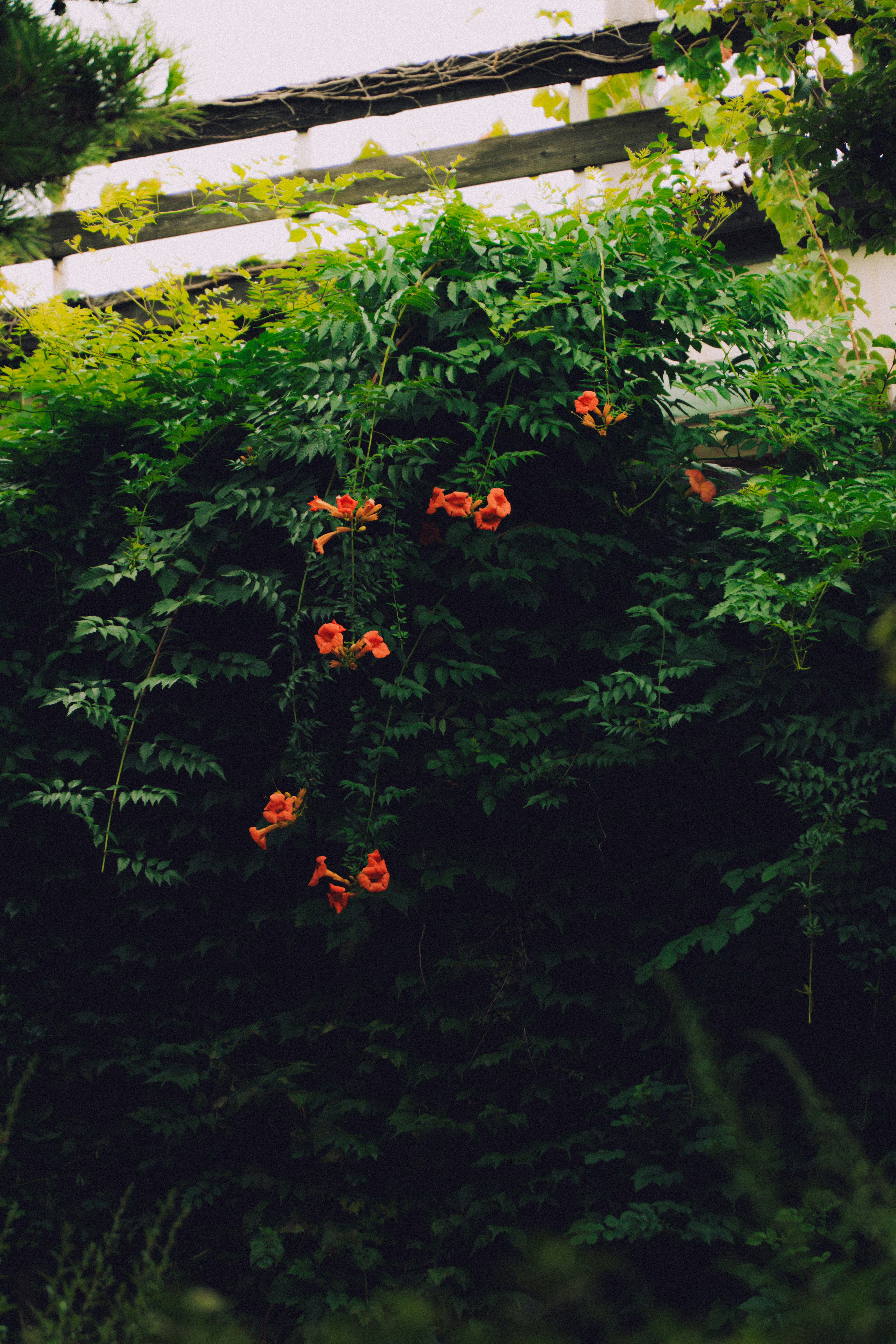 Vibrant Blooms Amidst Lush Greenery