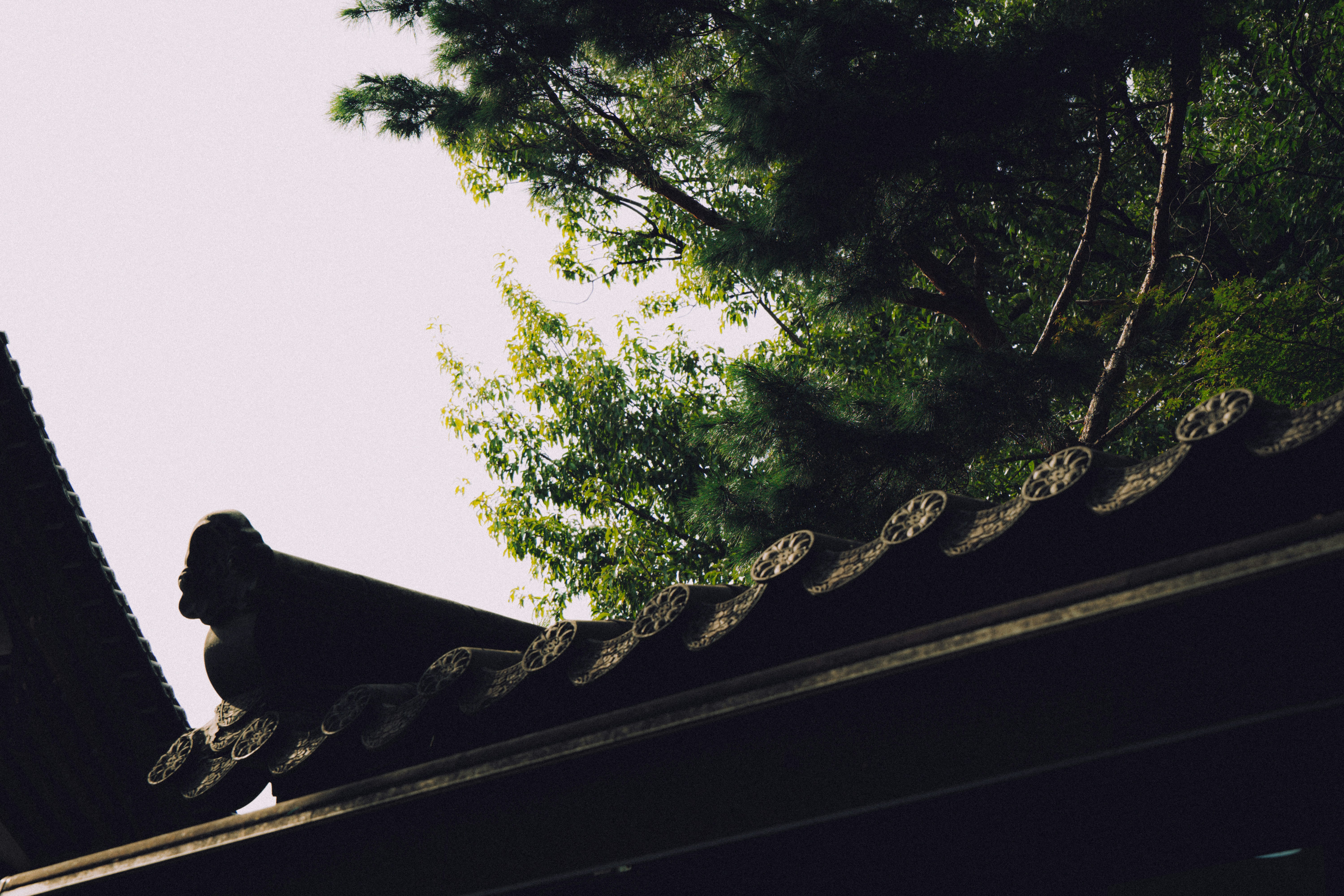 Photo by Brother Yoon with Panasonic Lumix S5