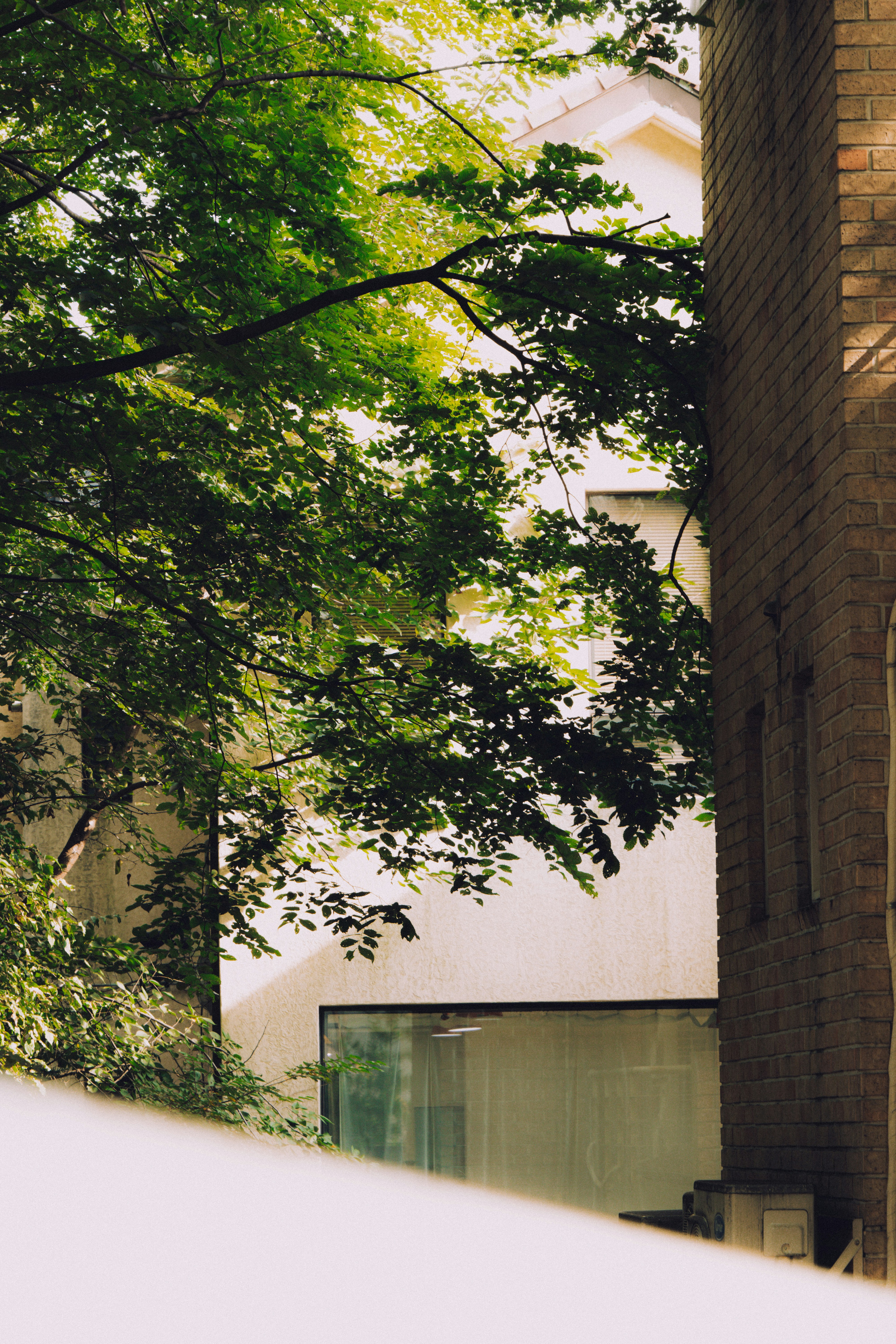 Lush green leaves frame a brick wall and window, blending urban architecture with nature. The scene captures a serene moment in a bustling environment.