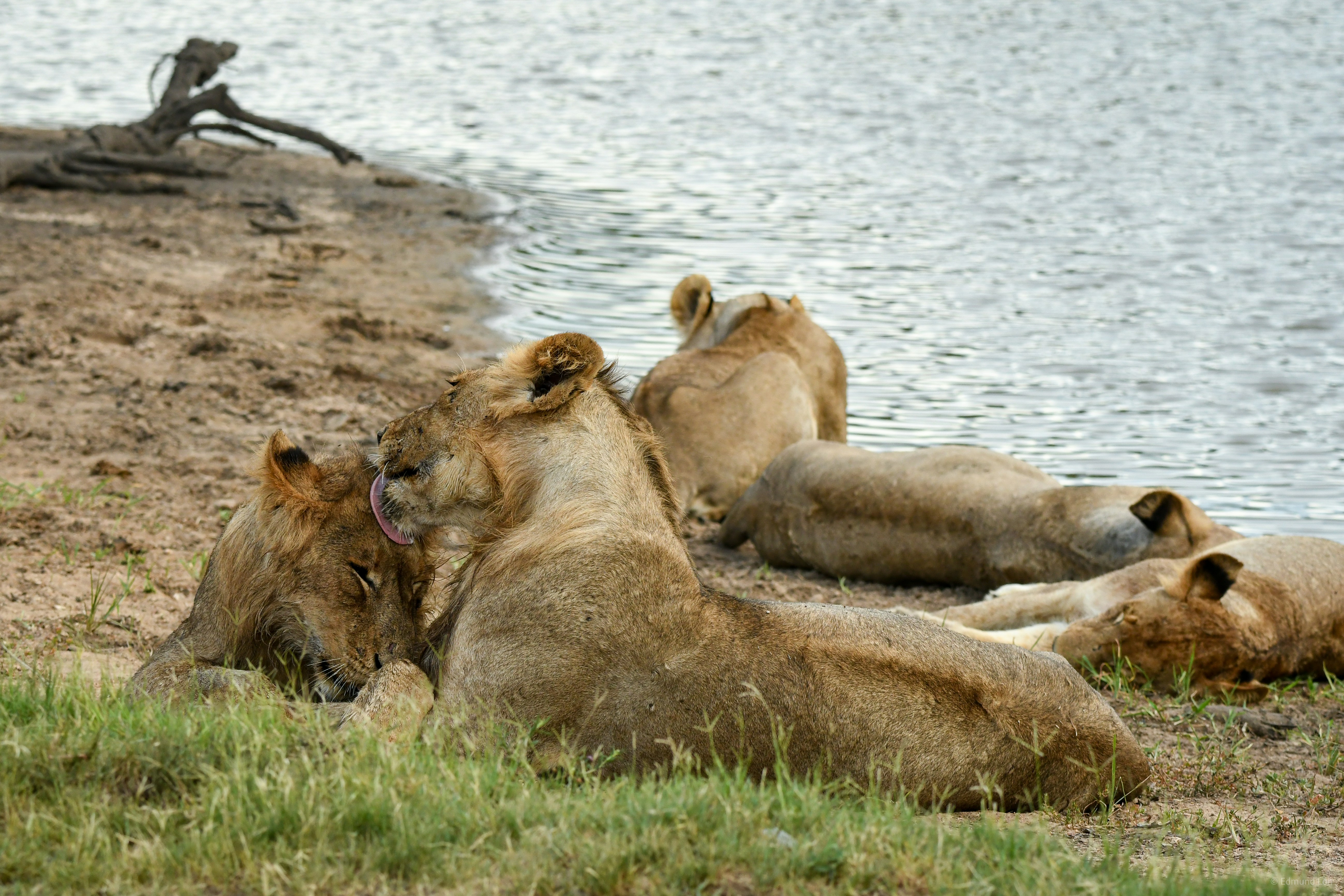 A pride of lions rests by a watering hole.